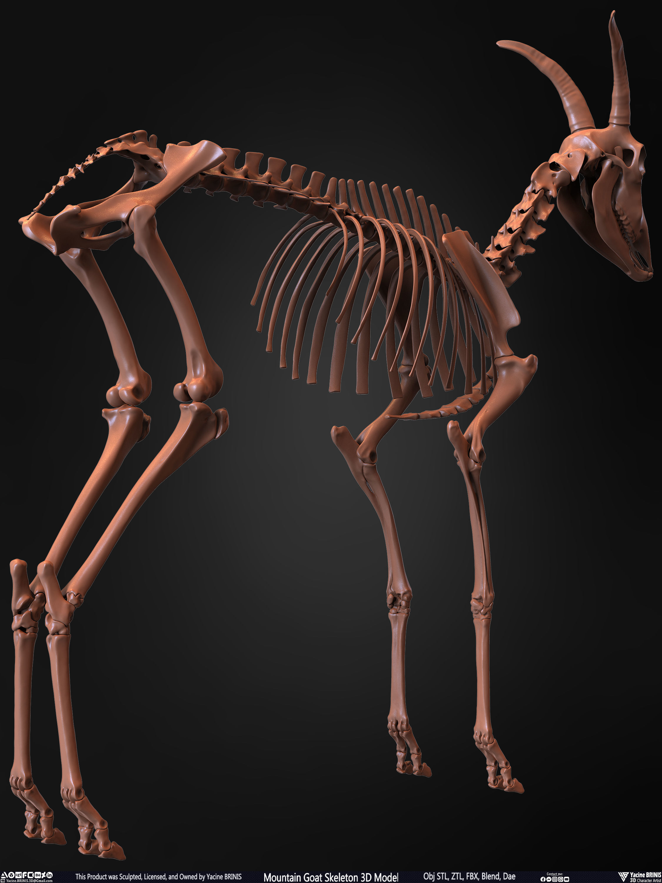 3D model Mountain Goat Skeleton 3D Model VR / AR / low-poly | CGTrader