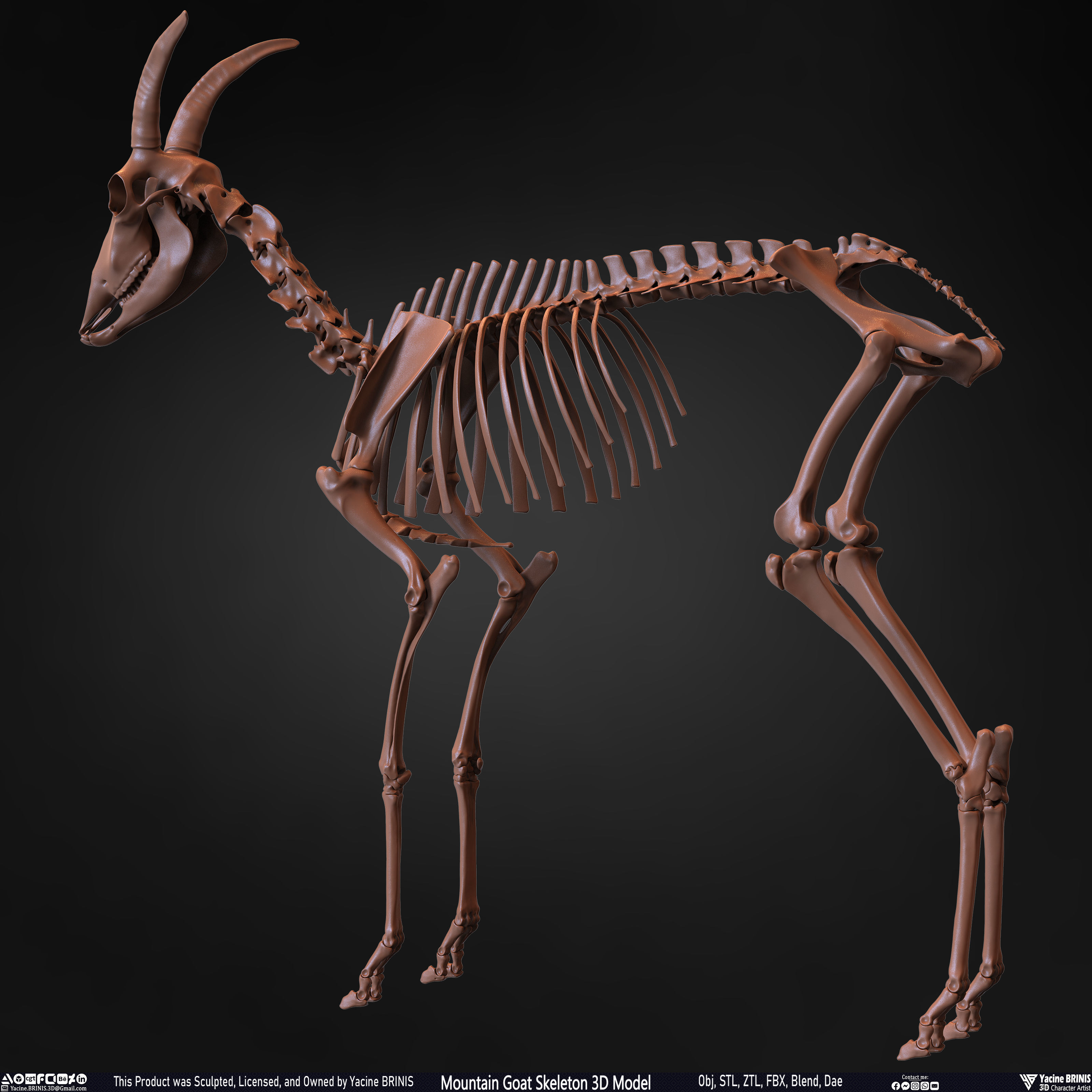 3D model Mountain Goat Skeleton 3D Model VR / AR / low-poly | CGTrader