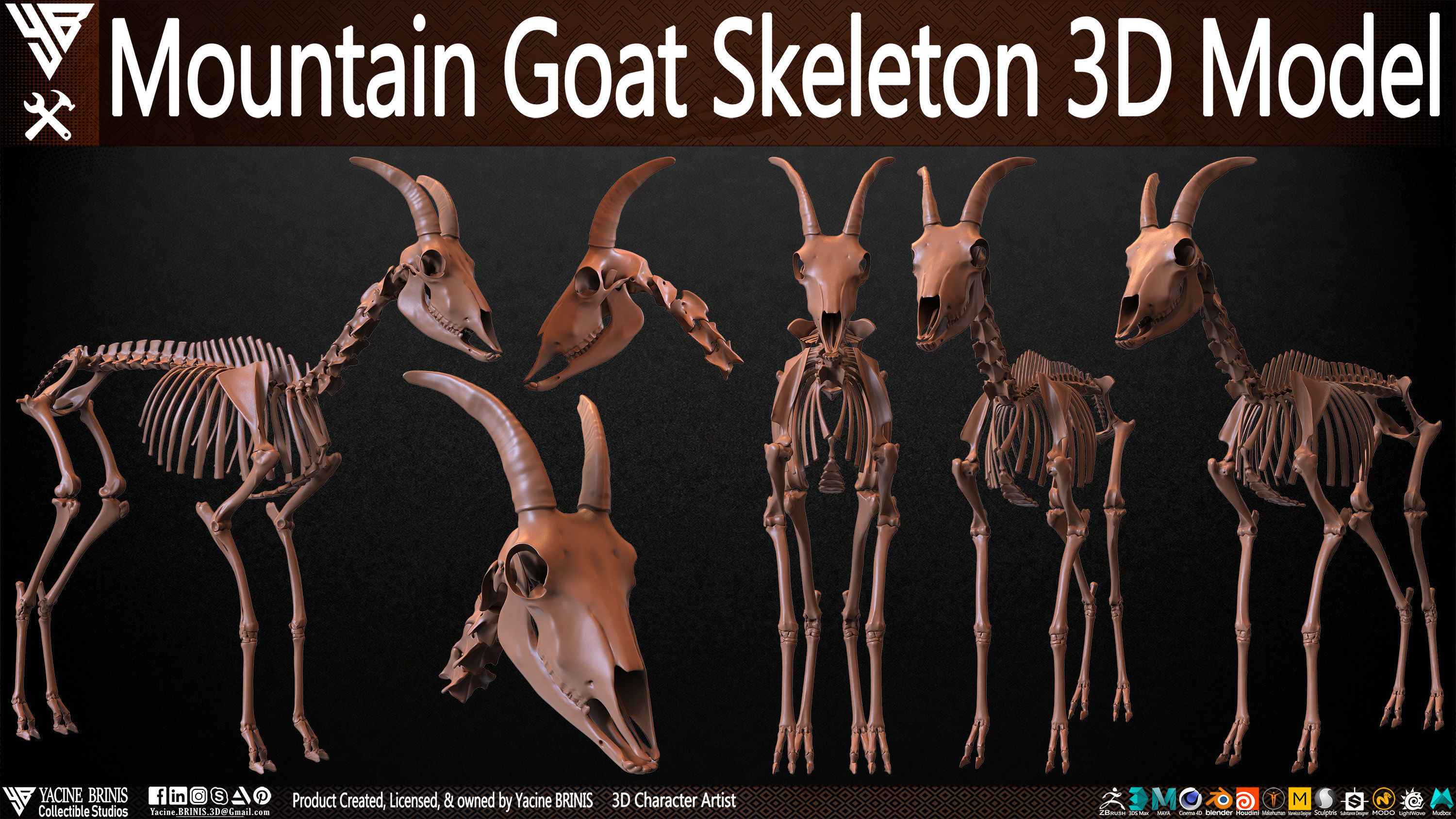 3D model Mountain Goat Skeleton 3D Model VR / AR / low-poly | CGTrader