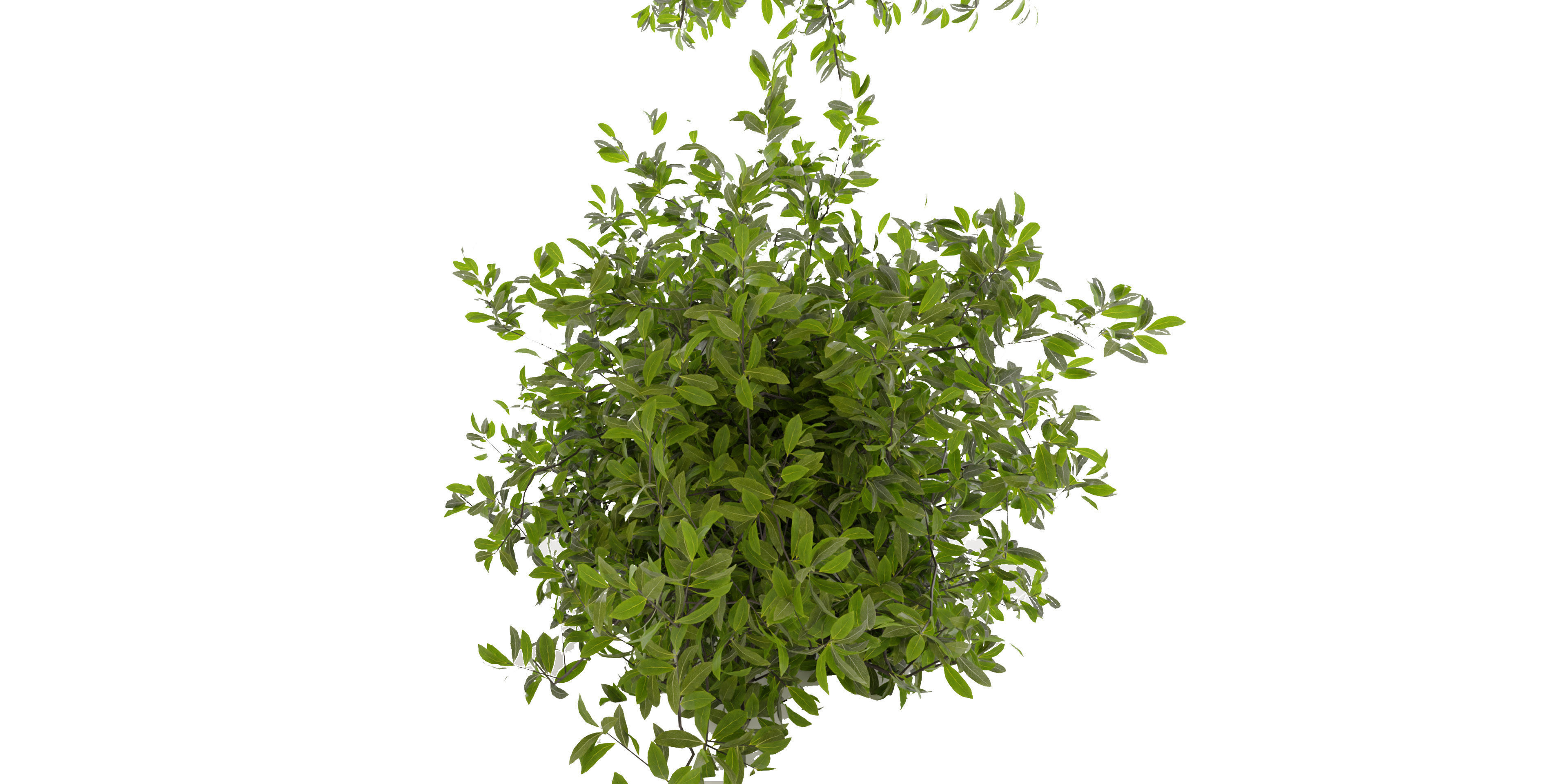 Collection plant vol 495 - Outdoor - bush - blender model 3D model ...