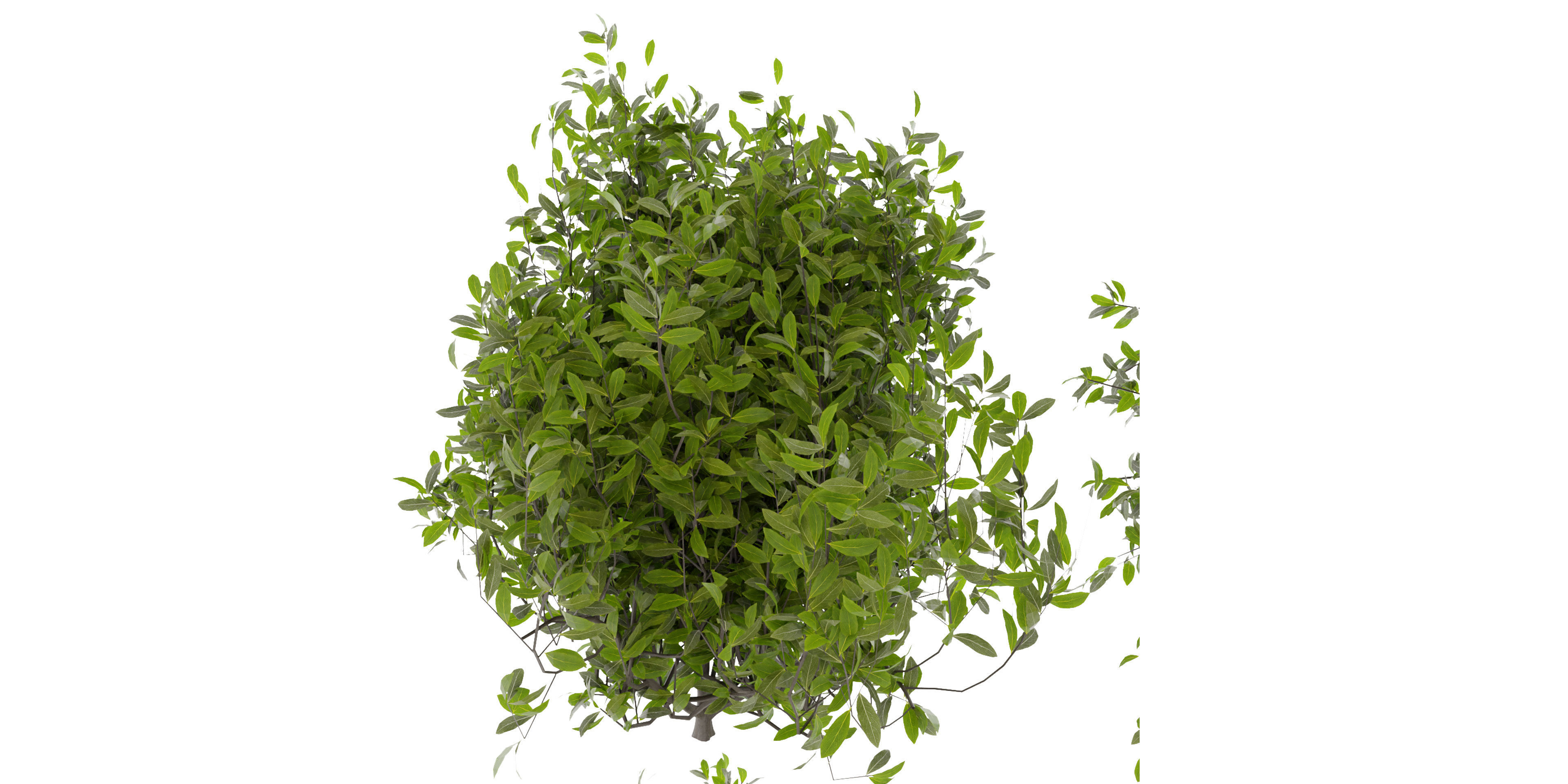 Collection plant vol 495 - Outdoor - bush - blender model 3D model ...