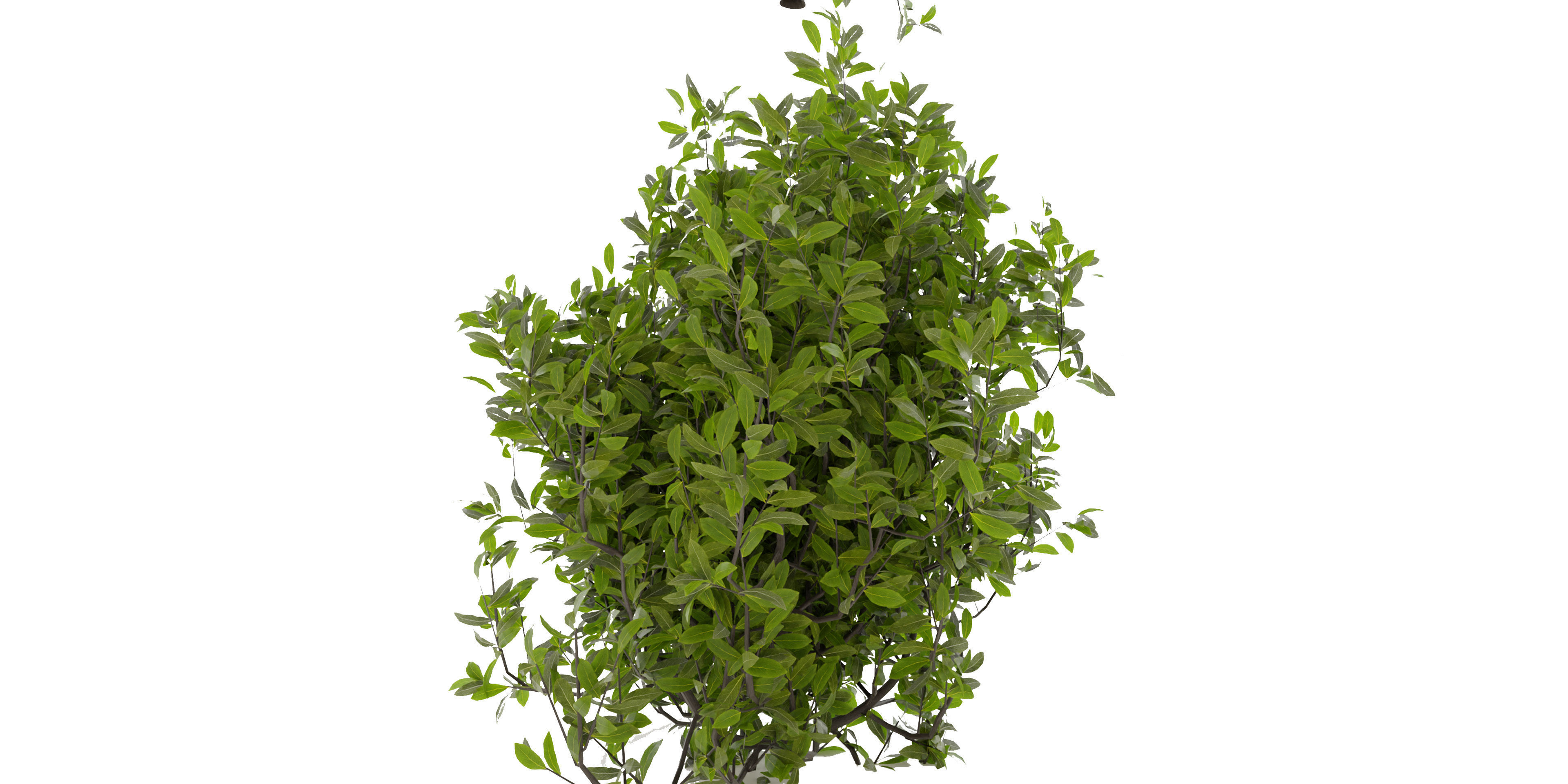 Collection plant vol 495 - Outdoor - bush - blender model 3D model ...