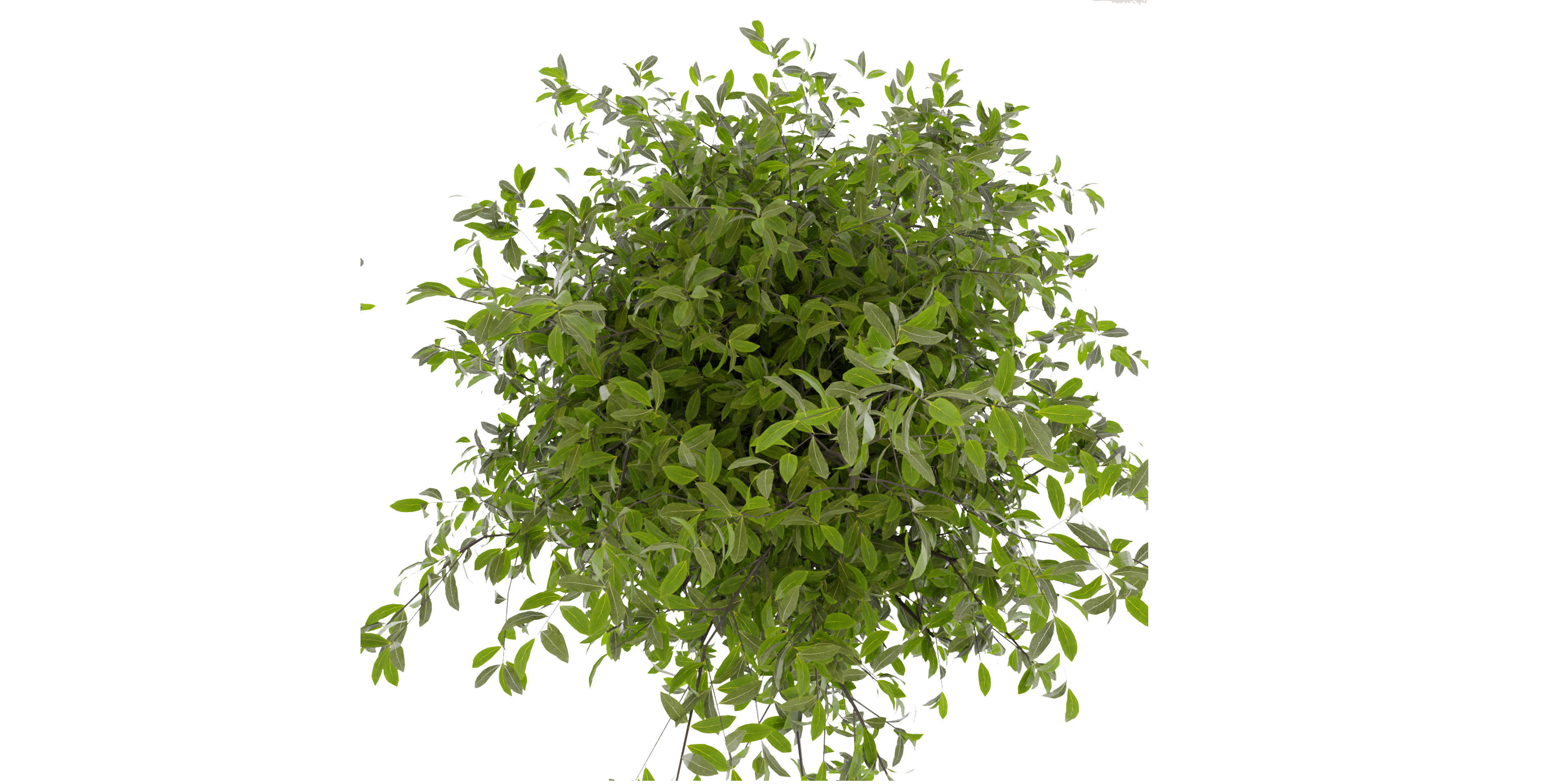 Collection plant vol 495 - Outdoor - bush - blender model 3D model ...