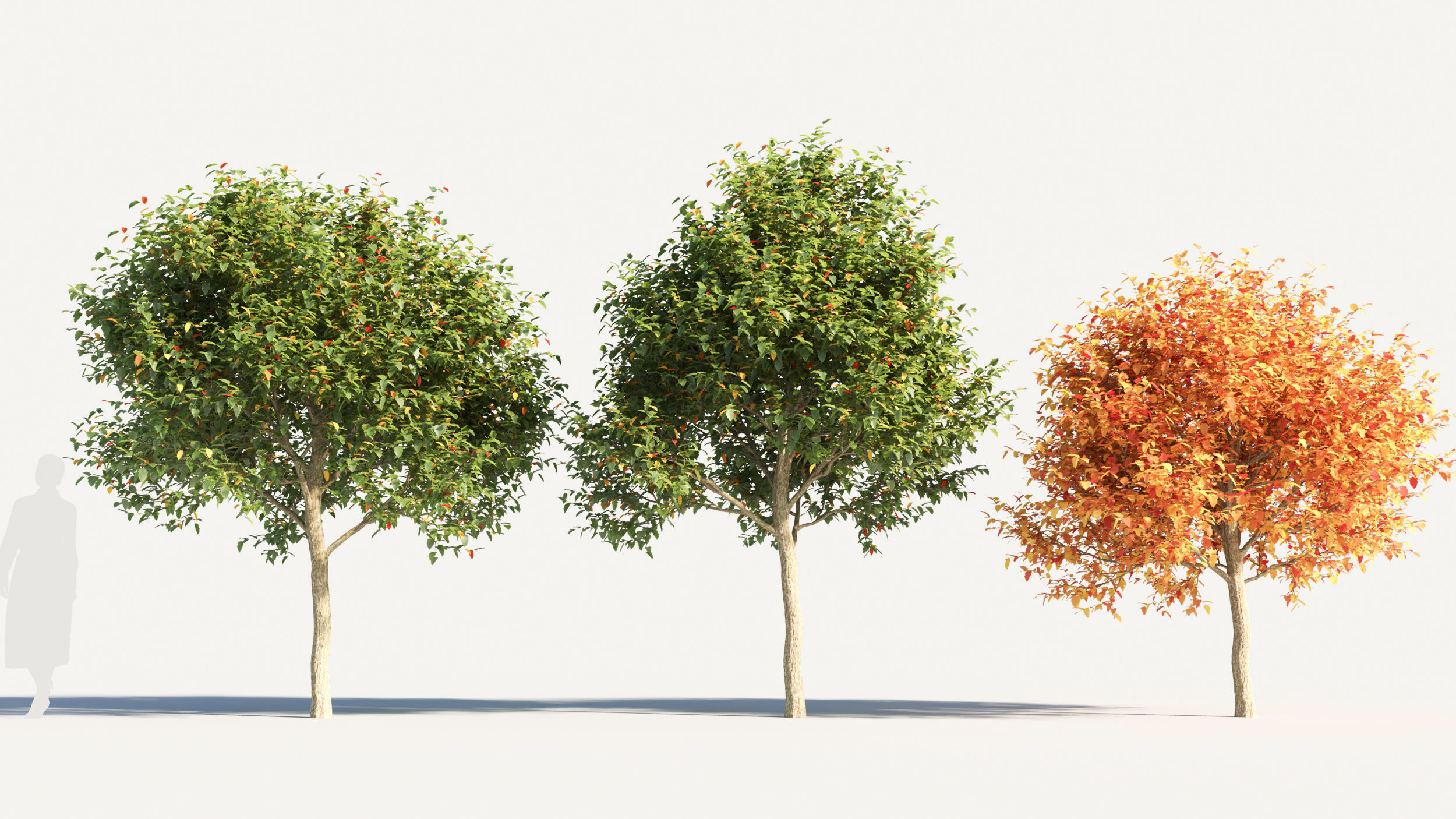 Acer negundo tree-2 3D model | CGTrader