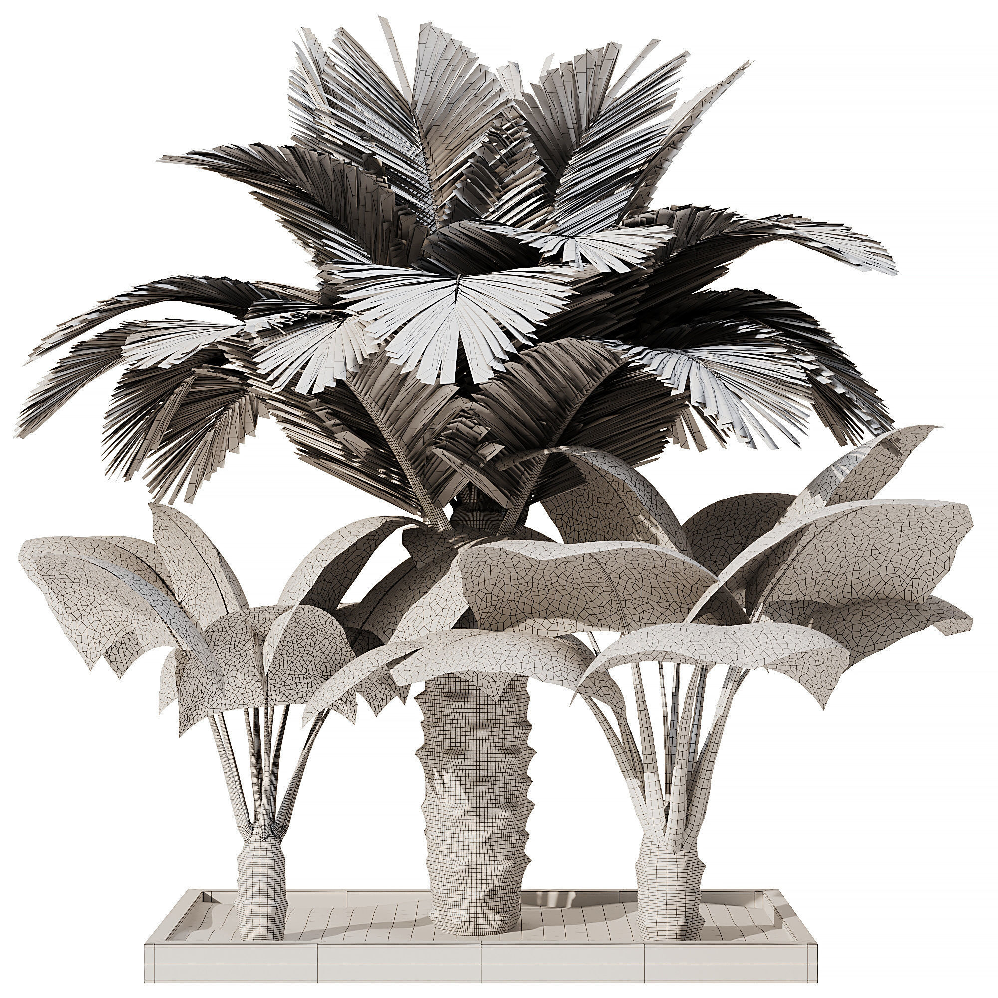 Palm Tree Set1 3D model | CGTrader