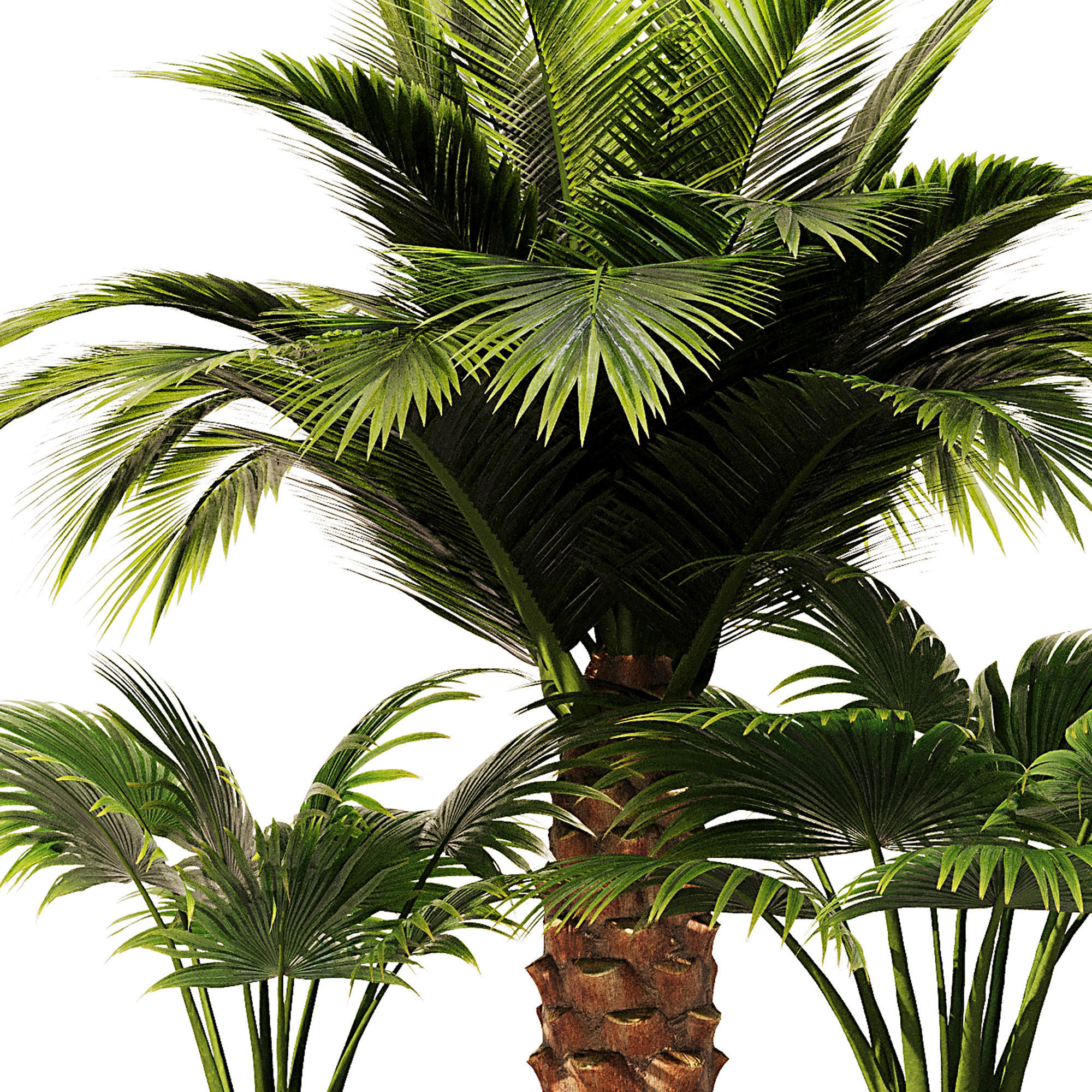 Palm Tree Set1 3D model | CGTrader