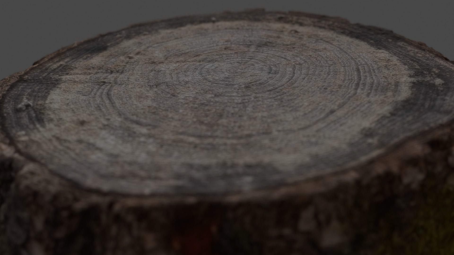 Realistic Trunk Photoscanned free 3D model | CGTrader