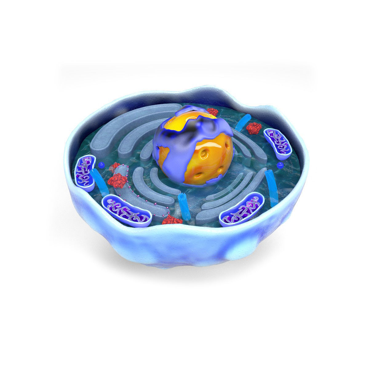 Human Cell 3D model | CGTrader