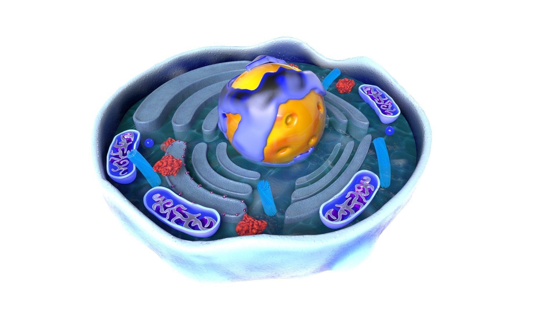 Human Cell 3D model | CGTrader