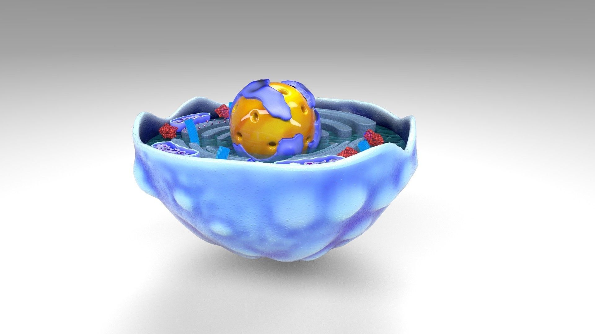 Human Cell 3D model | CGTrader
