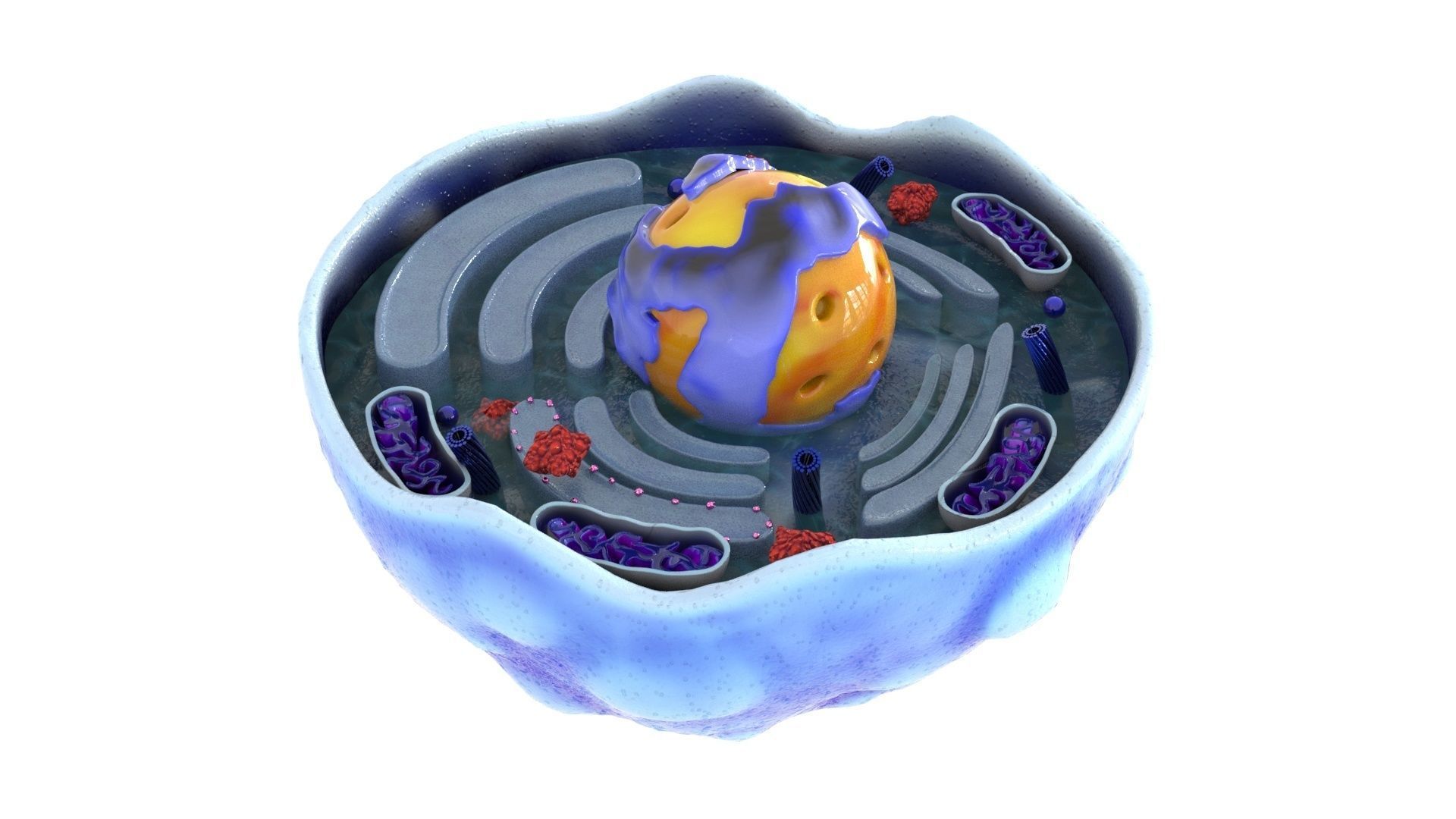 Human Cell 3D model | CGTrader