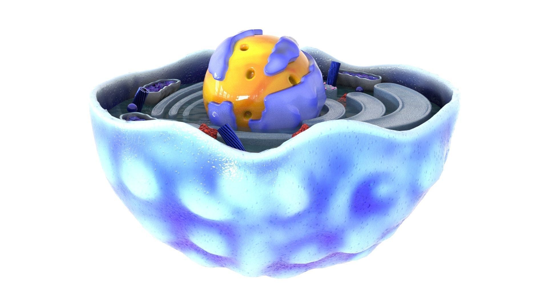 Human Cell 3D model | CGTrader