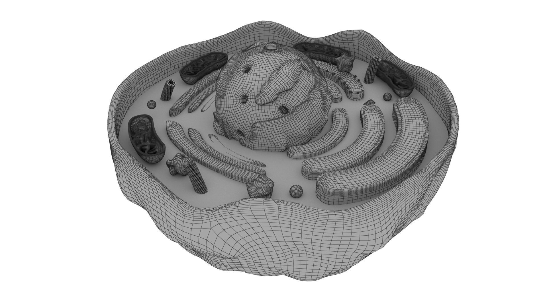 Human Cell 3D model | CGTrader