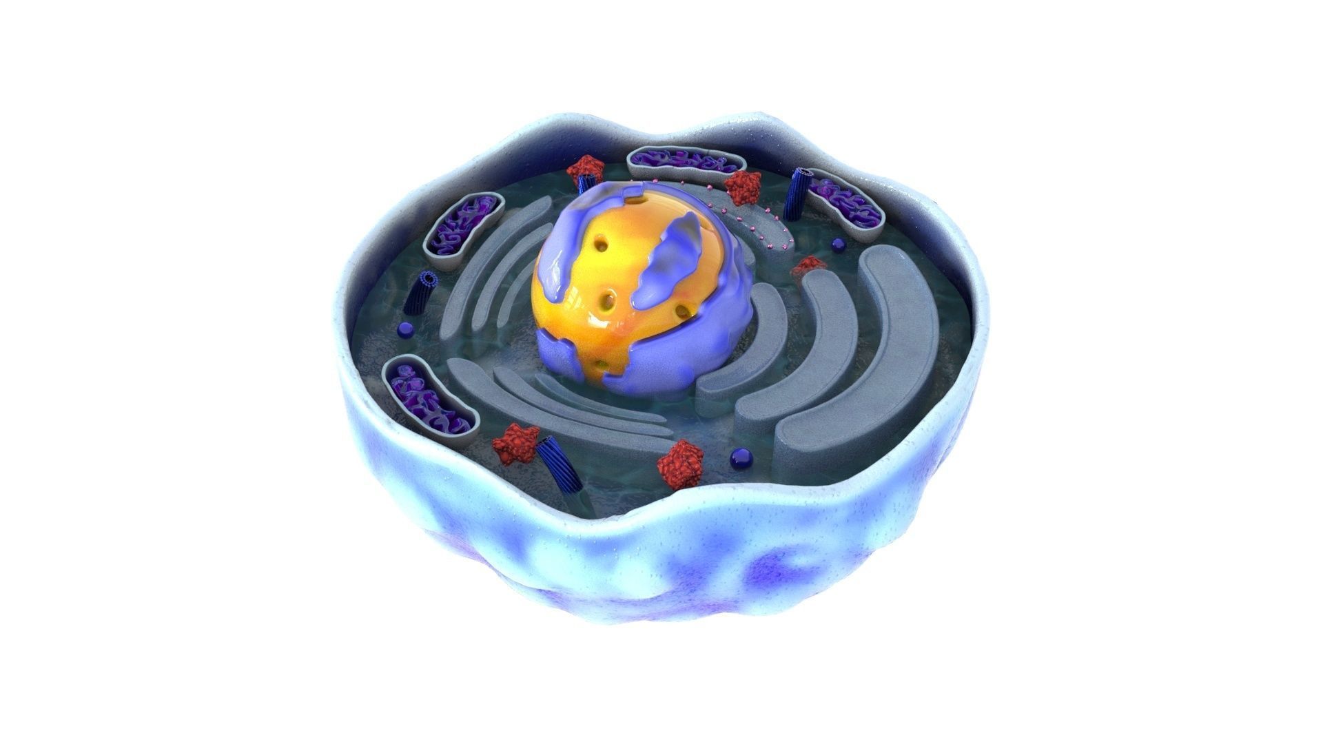 Human Cell 3D model | CGTrader