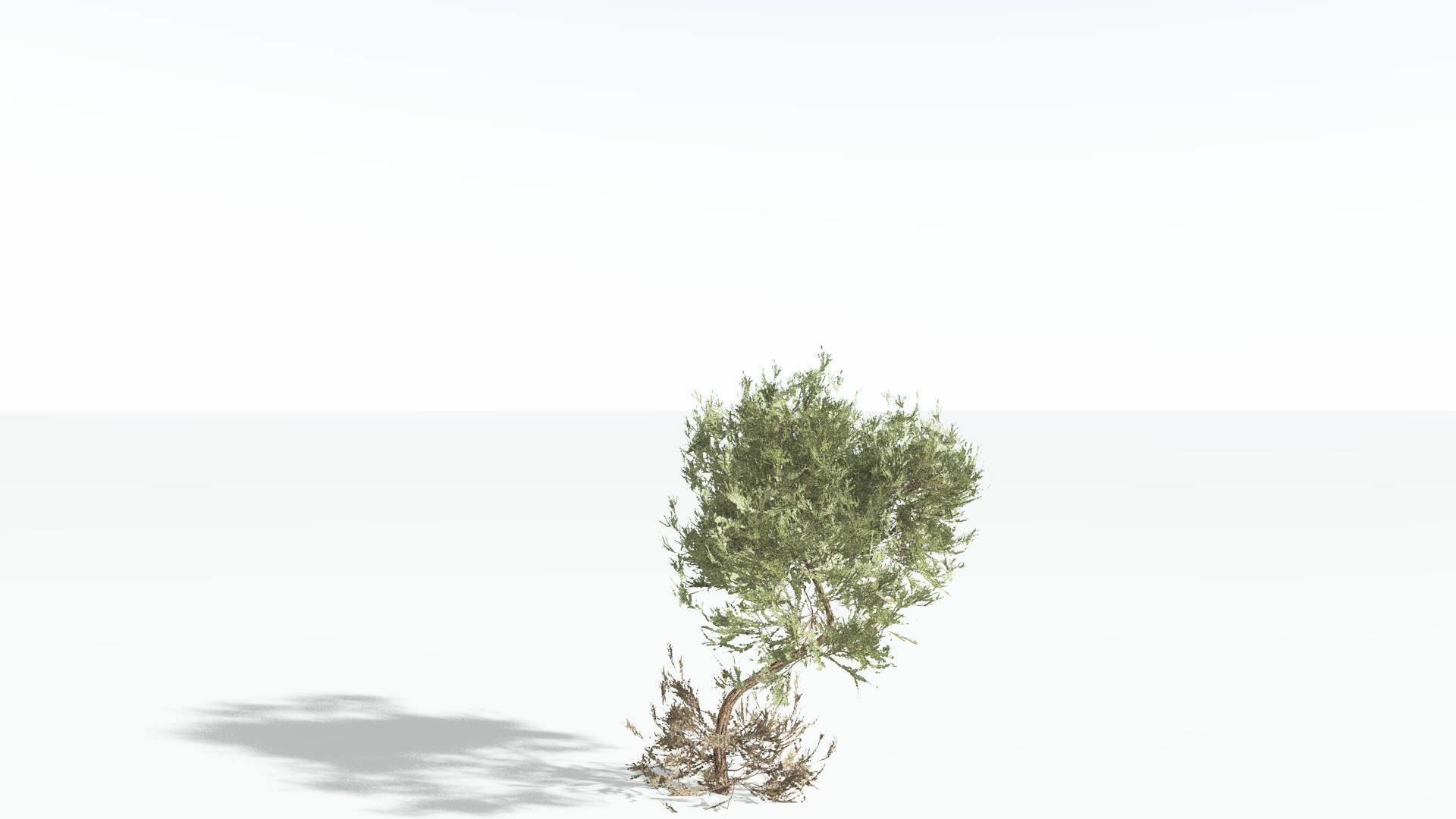 EVERYPlant Shadscale 3 --18 Models-- 3D model | CGTrader