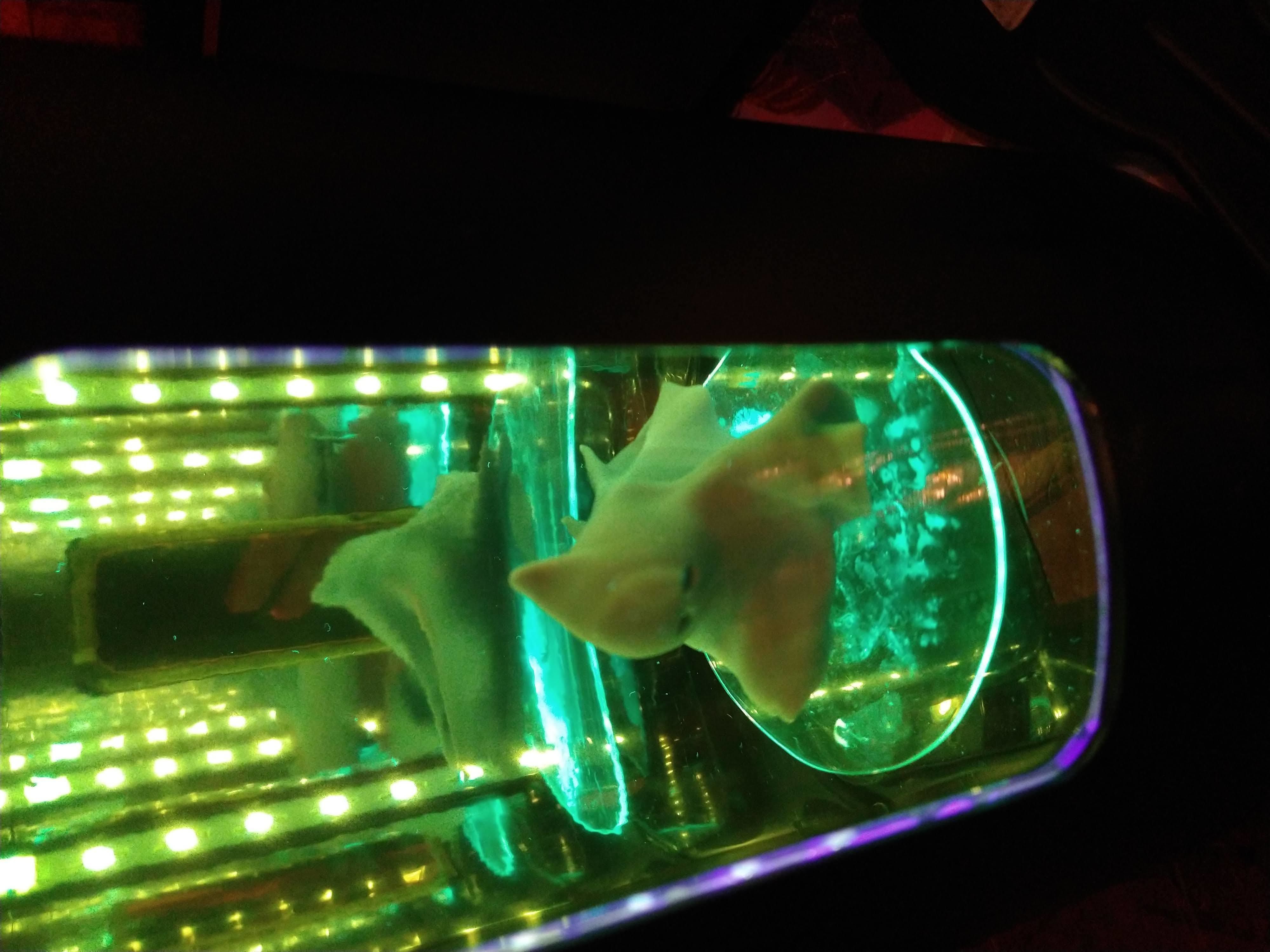 Finger Puppet - Ghost 3D model 3D printable | CGTrader