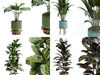 Single pot plants collection | CGTrader