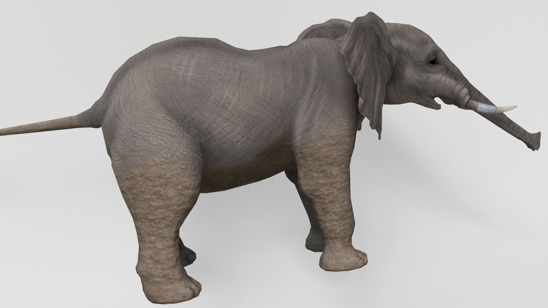AnimalS Collection 3D model | CGTrader