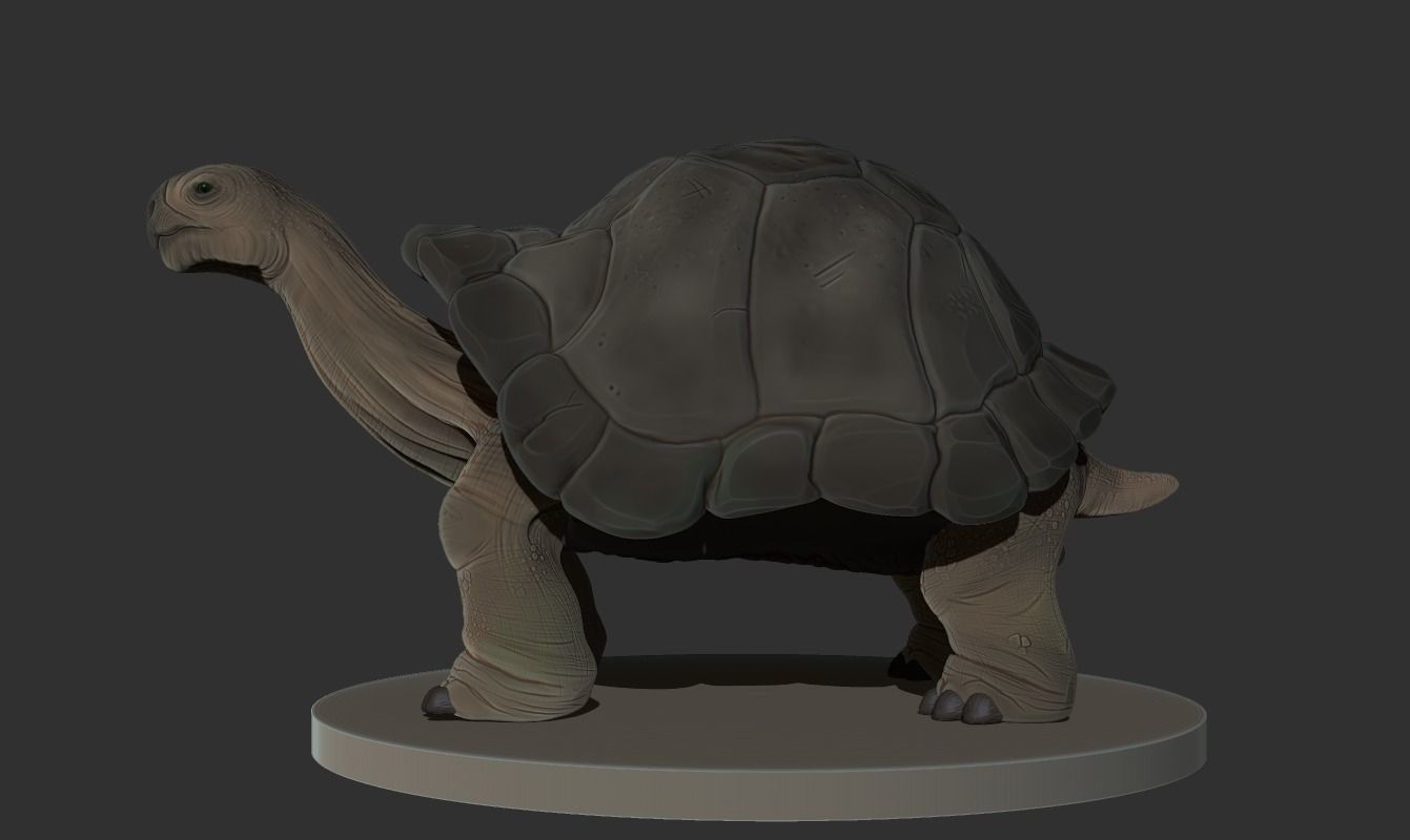 Tortoise 3D High Poly Model 3D model | CGTrader