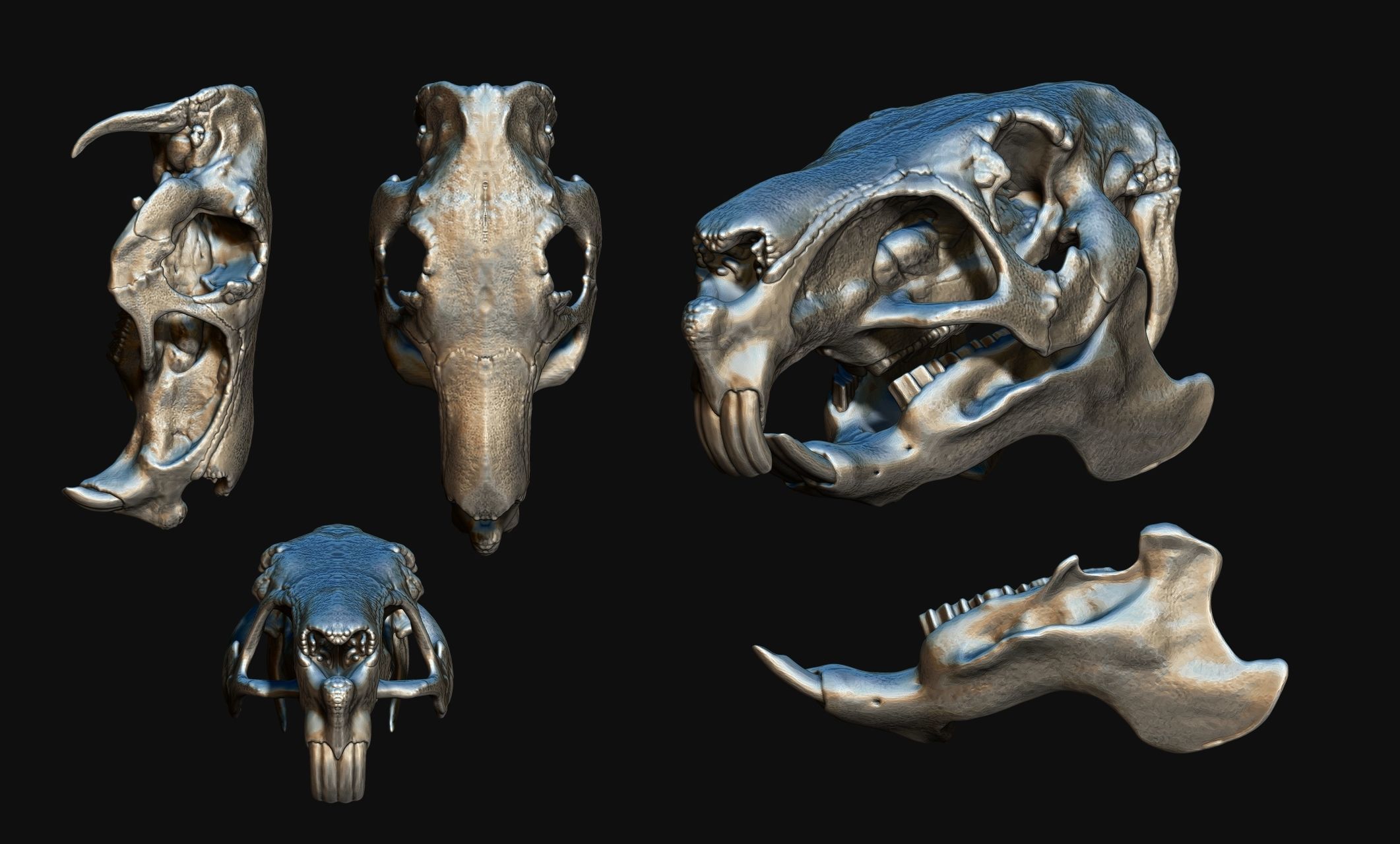 Capybara - Hydrochoerus hydrochaeris - Skull CNC and 3D model 3D ...