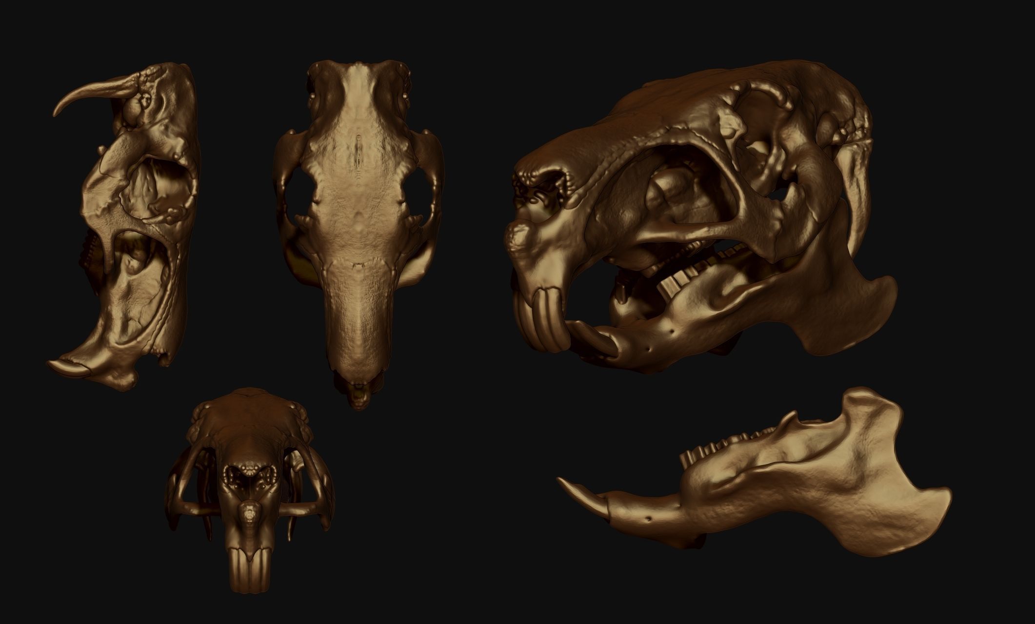 Capybara - Hydrochoerus hydrochaeris - Skull CNC and 3D model 3D ...