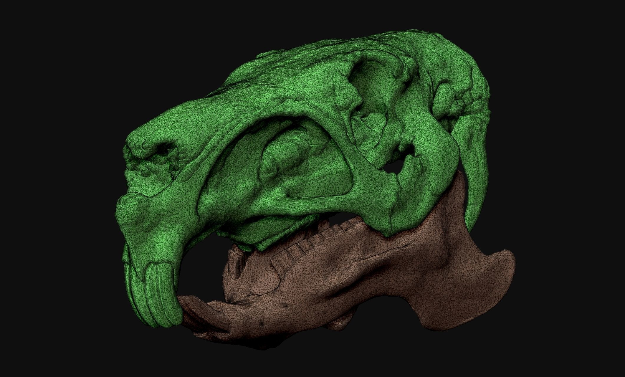 Capybara - Hydrochoerus hydrochaeris - Skull CNC and 3D model 3D ...