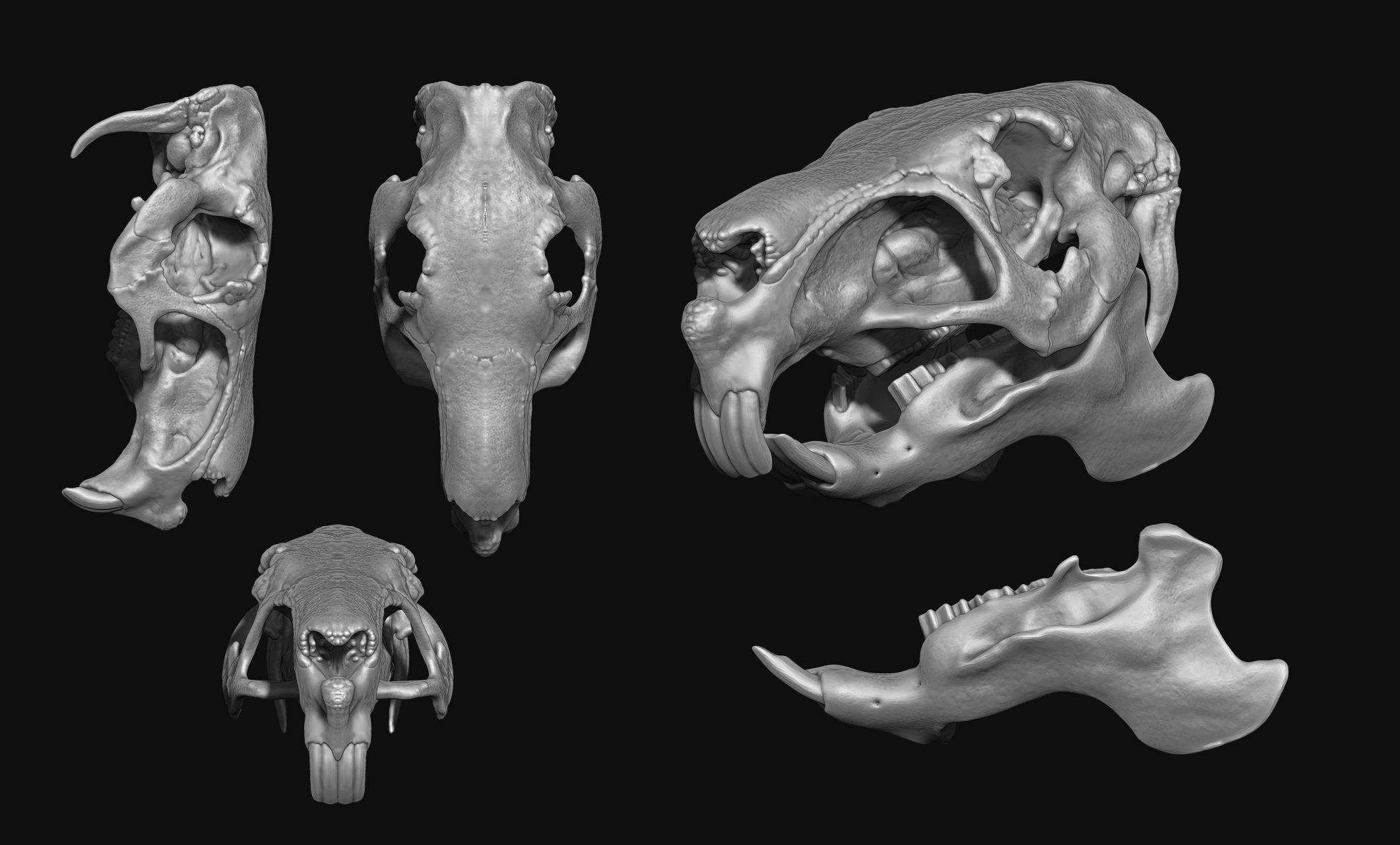 Capybara - Hydrochoerus hydrochaeris - Skull CNC and 3D model 3D ...