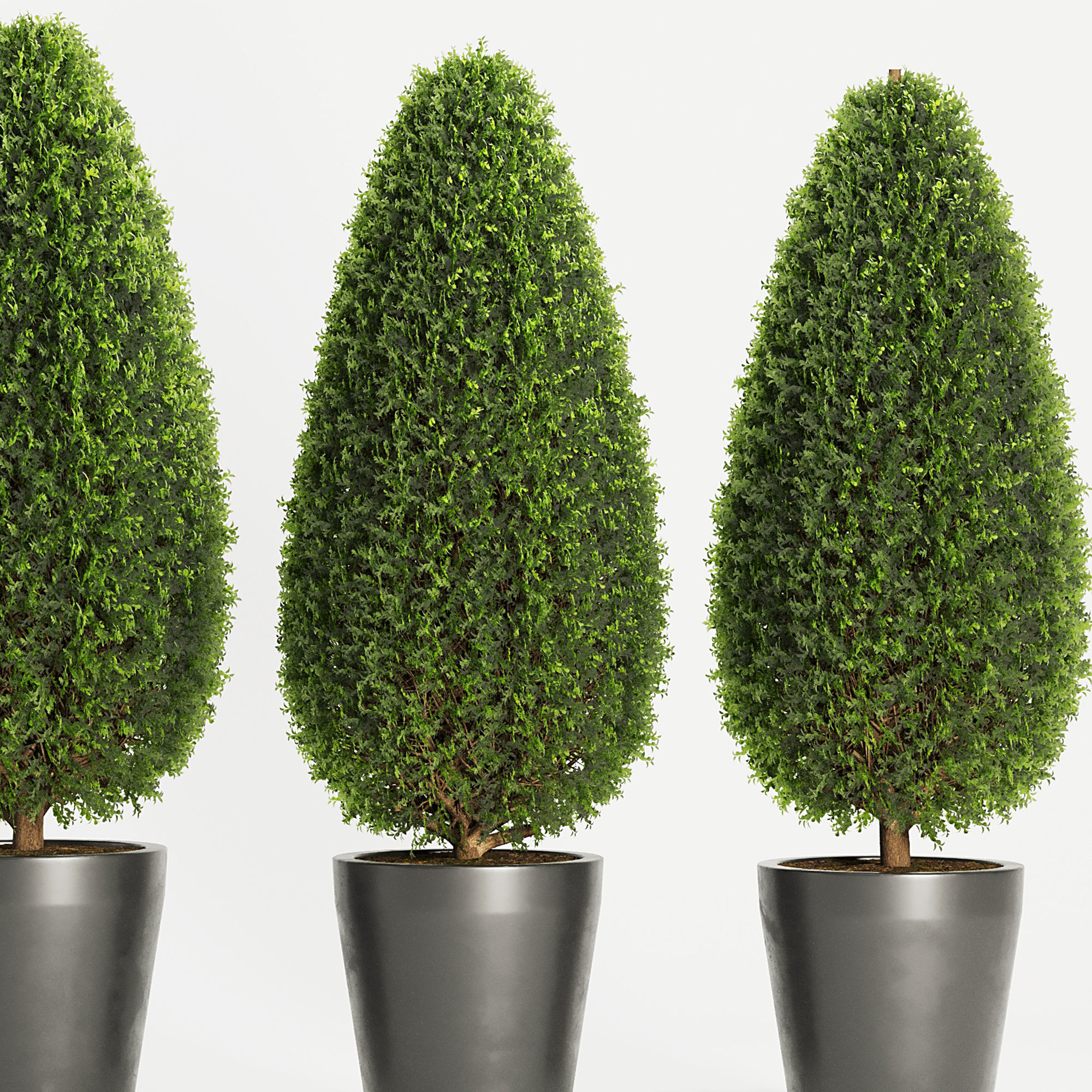 Boxwood Topiary Cone 3D model | CGTrader