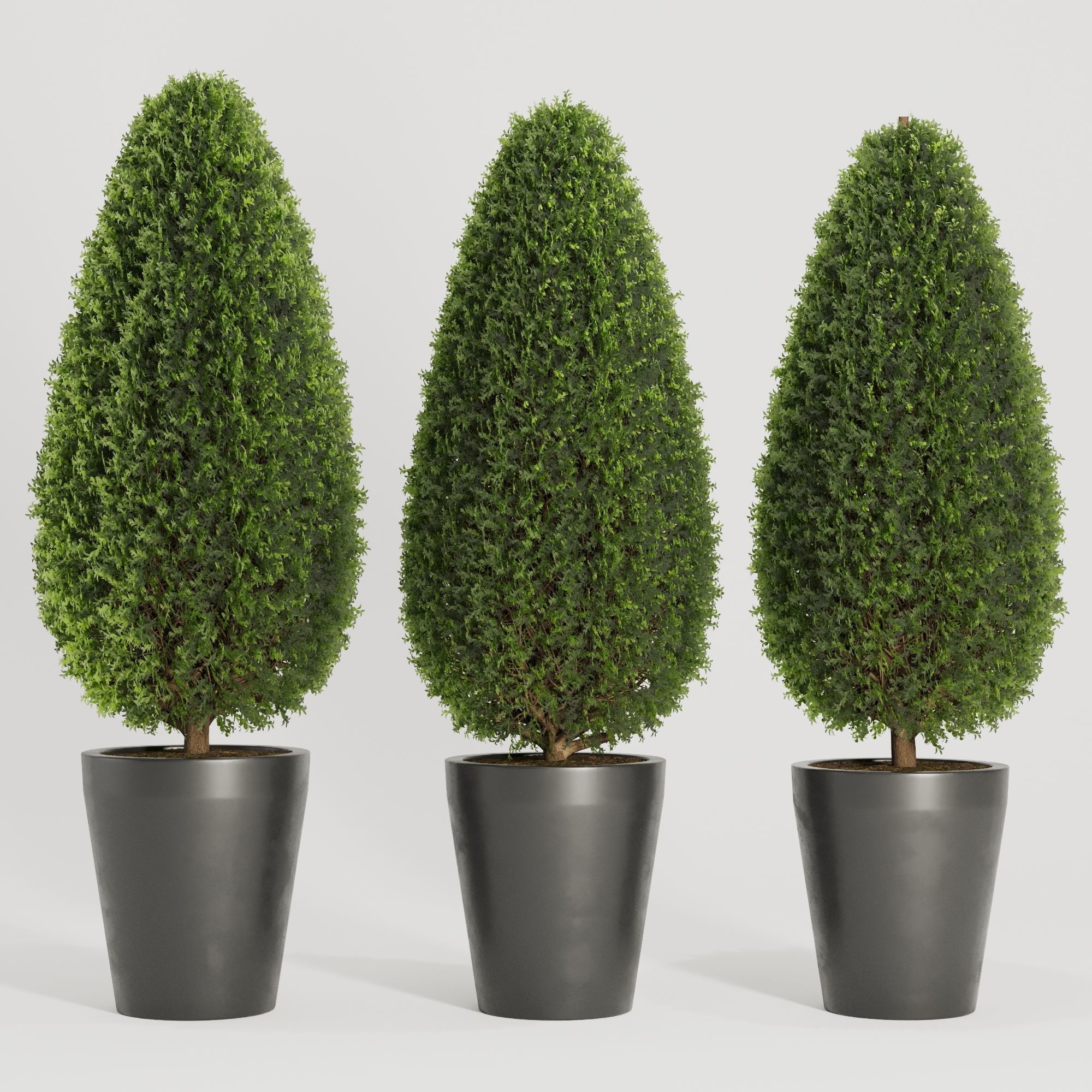 Boxwood Topiary Cone 3D model | CGTrader
