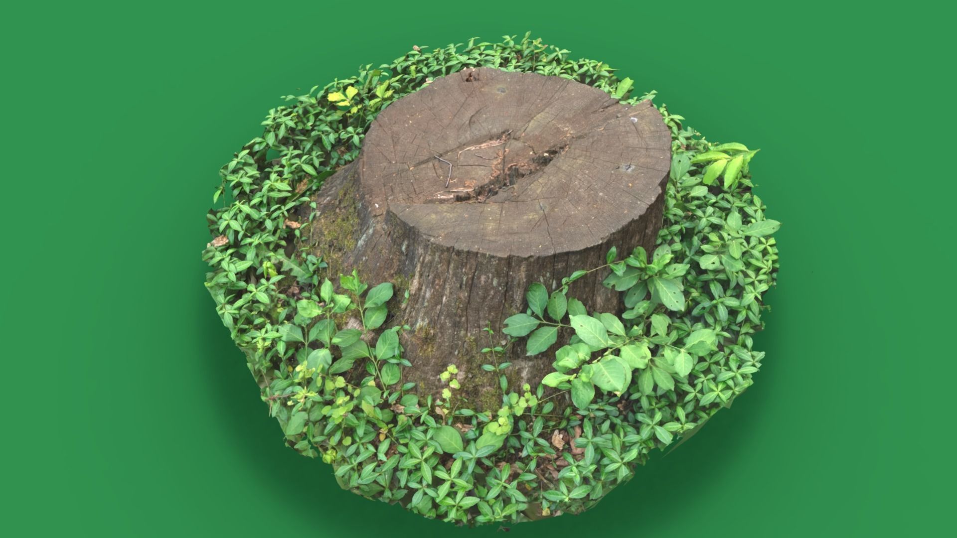 Tree stump 3D model for game or film use obj gltf usdz 3D model | CGTrader