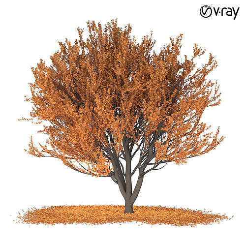 Autumn Maple Tree 3D model | CGTrader