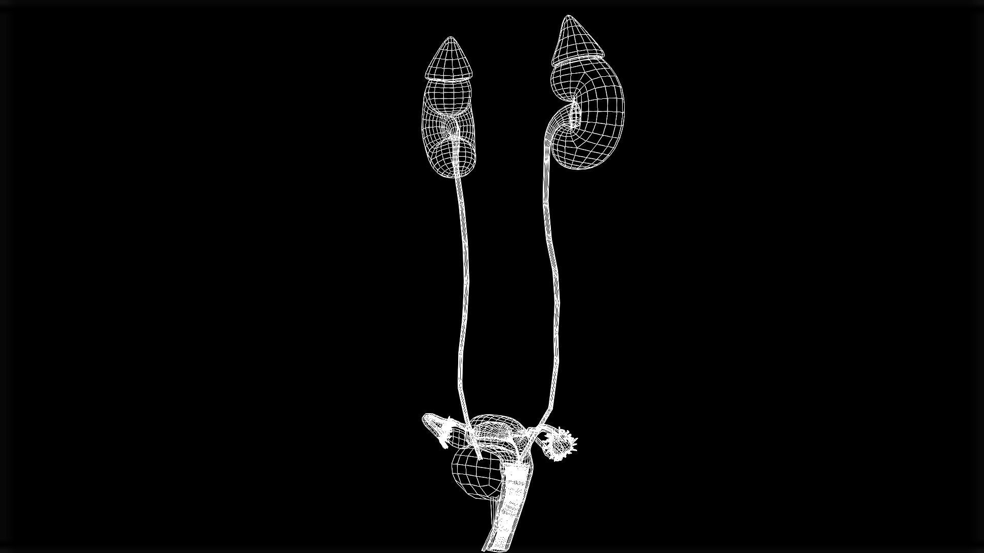 Female Anatomy 3d Model Cgtrader 