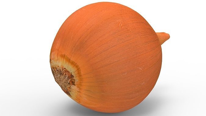 Onion 3D model | CGTrader