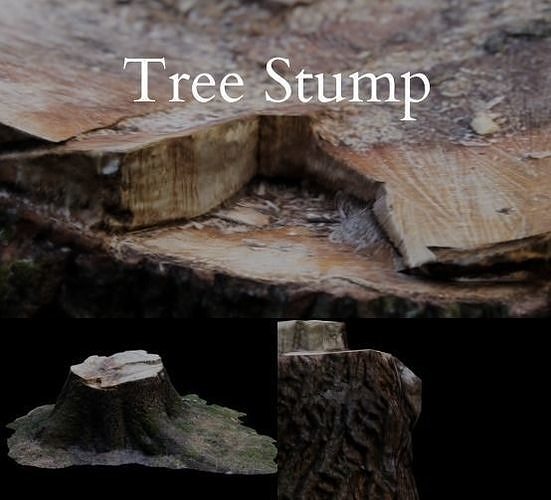 tree stump 3D model | CGTrader
