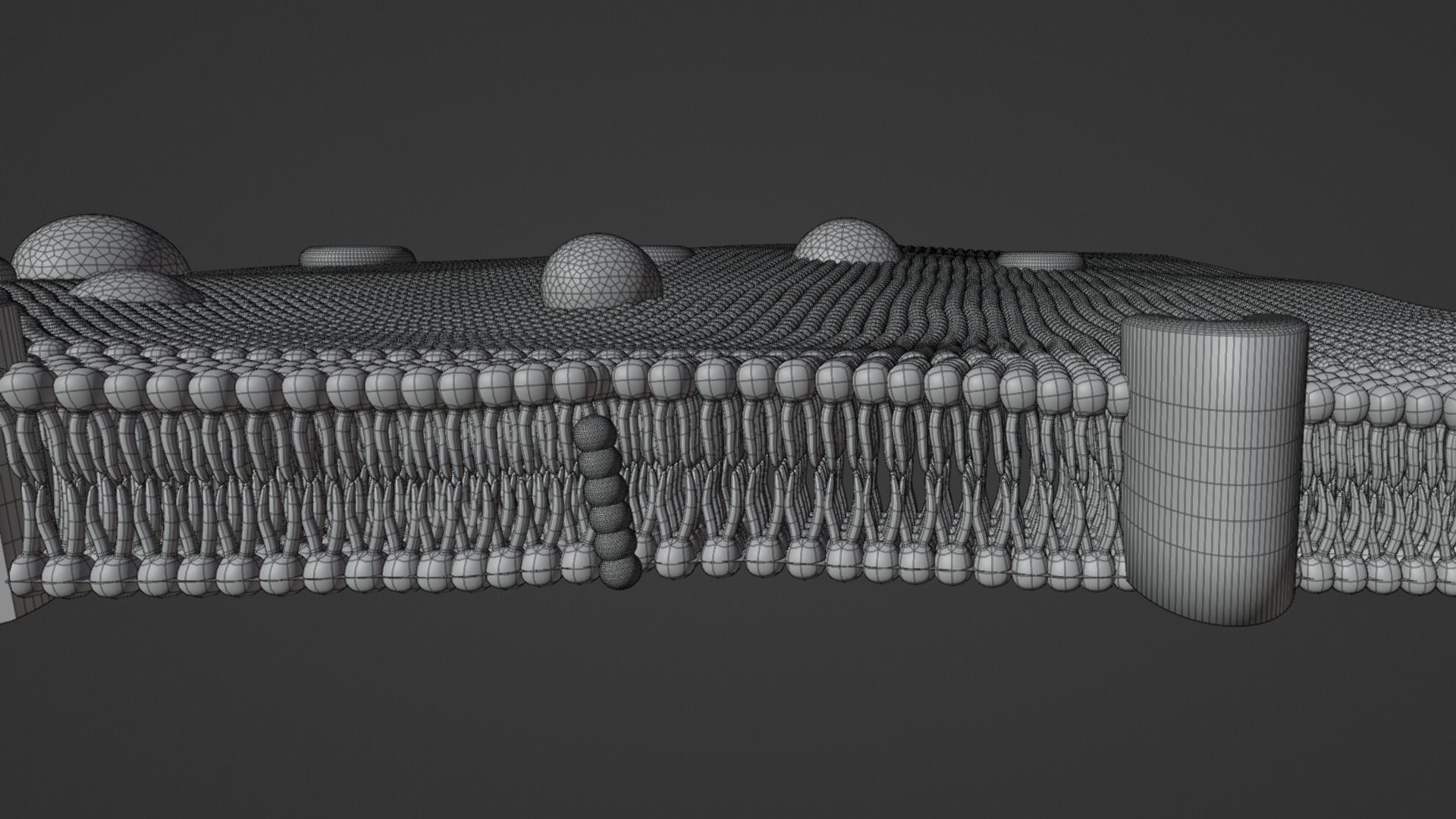 3D model phospholipid cell membrane VR / AR / low-poly | CGTrader