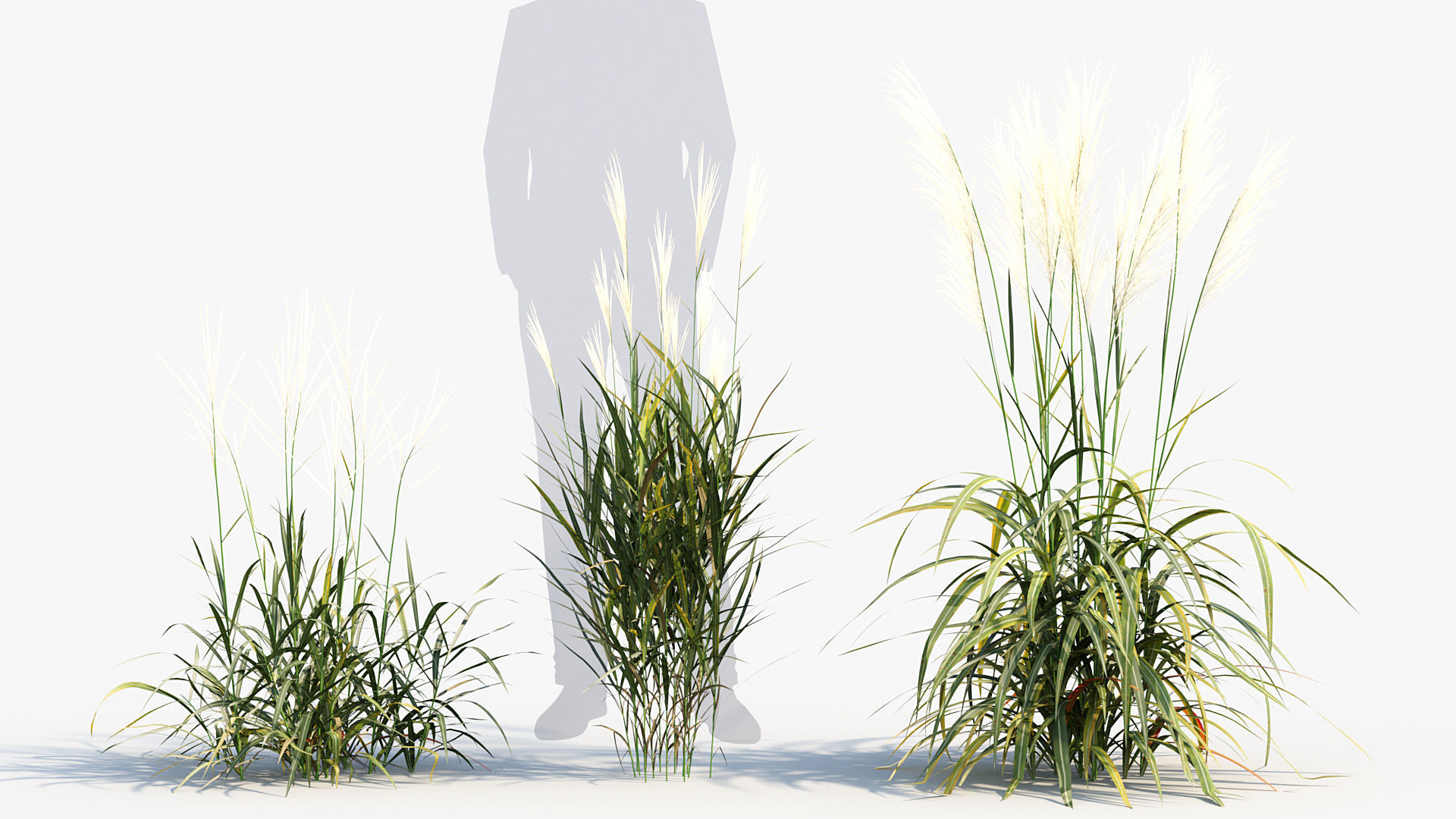 Miscanthus purpurascens Flame grass 3D model | CGTrader