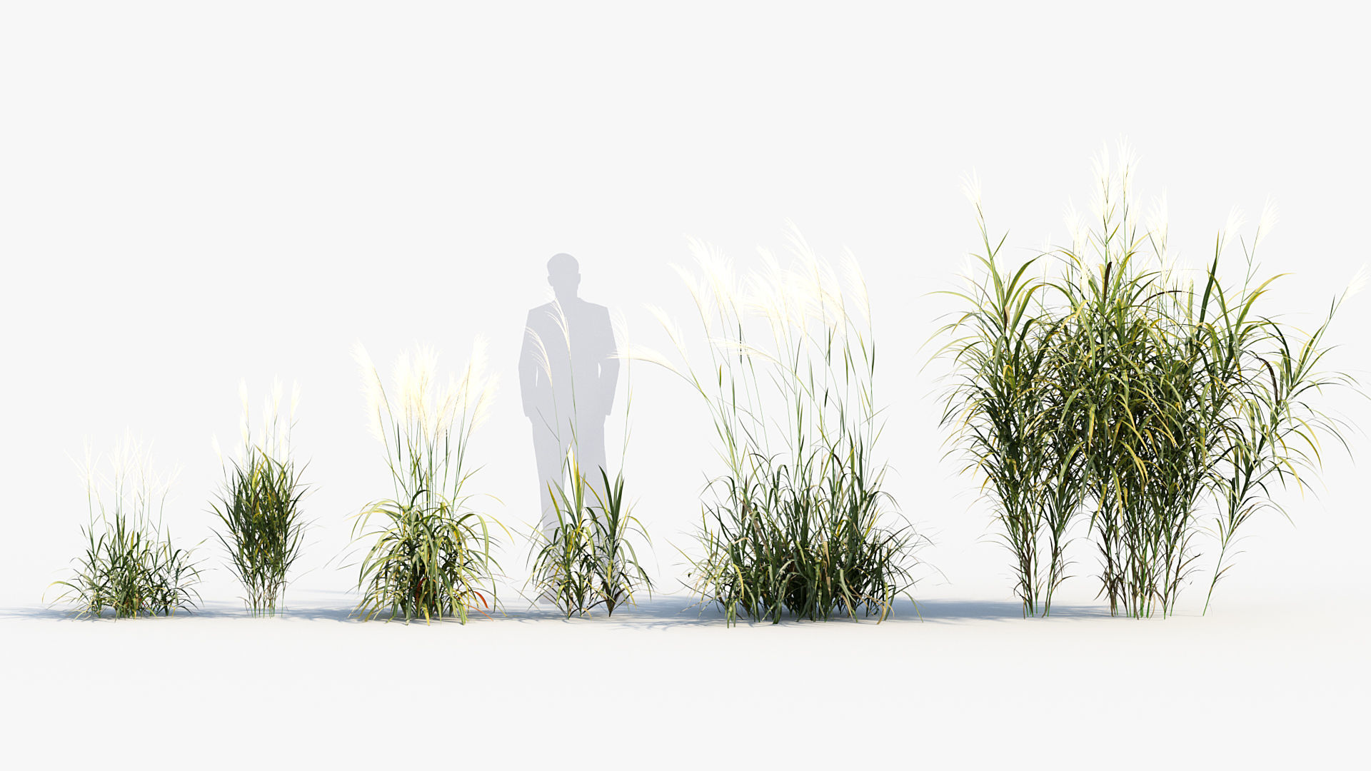 Miscanthus purpurascens Flame grass 3D model | CGTrader