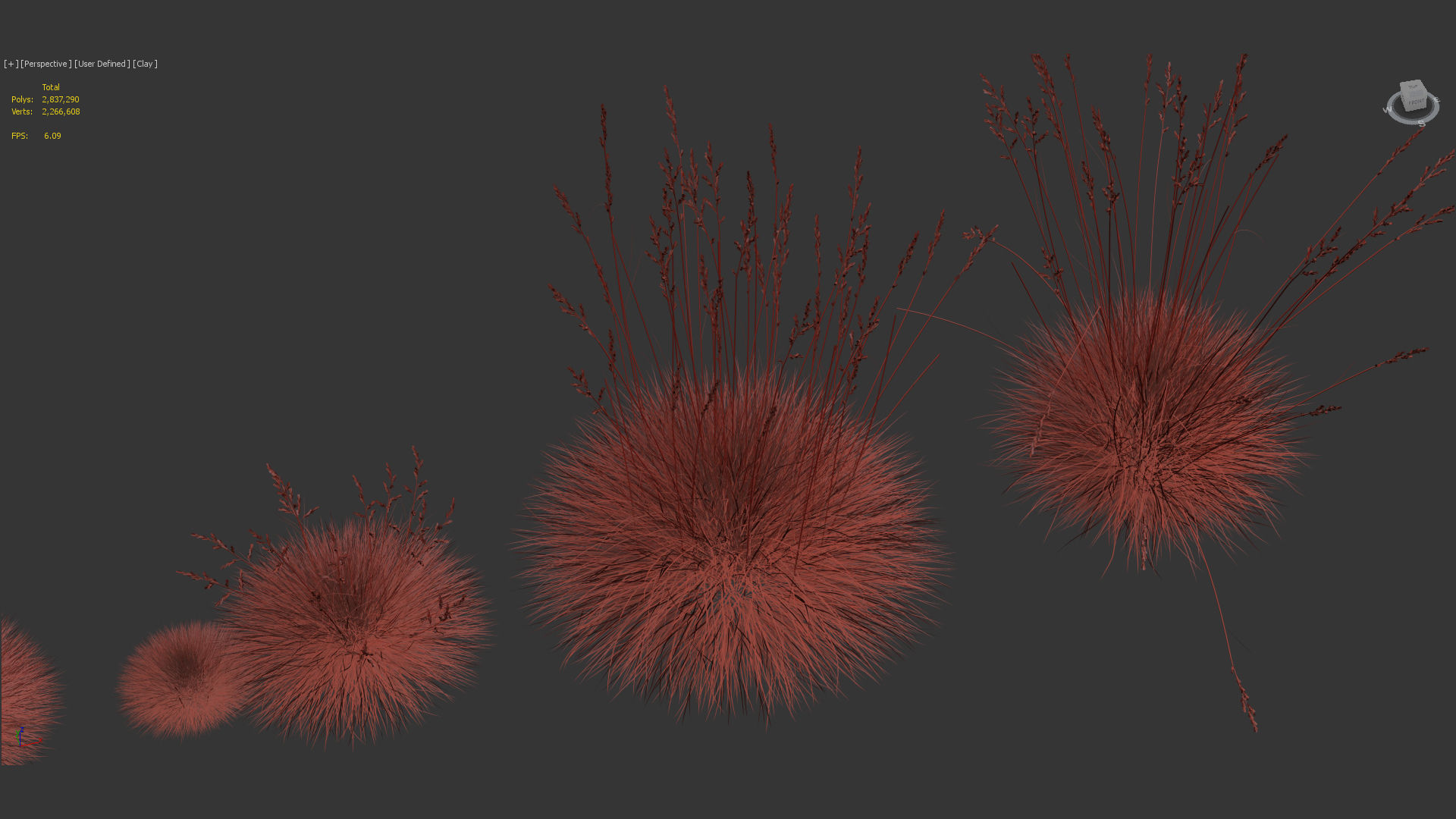 Festuca gautieri Bearskin fescue 3D model | CGTrader