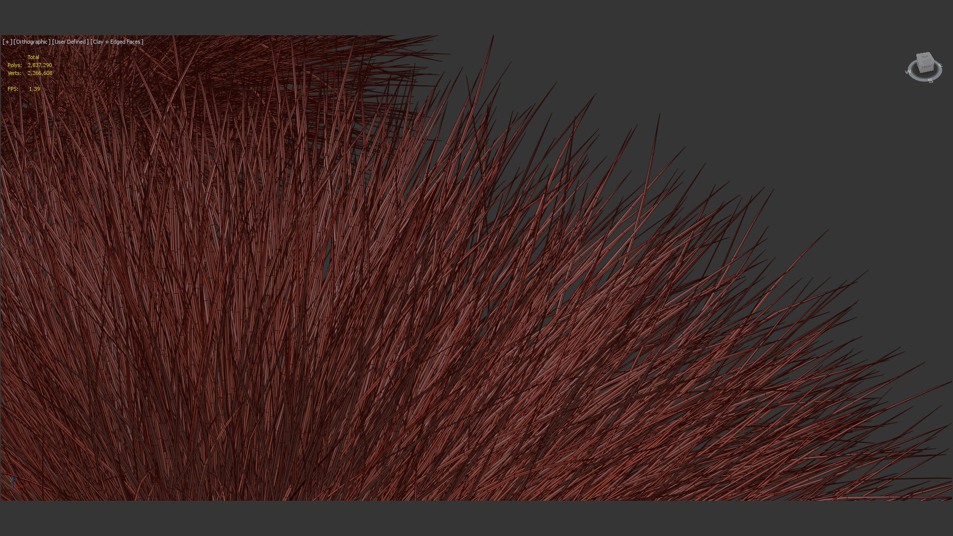 Festuca gautieri Bearskin fescue 3D model | CGTrader