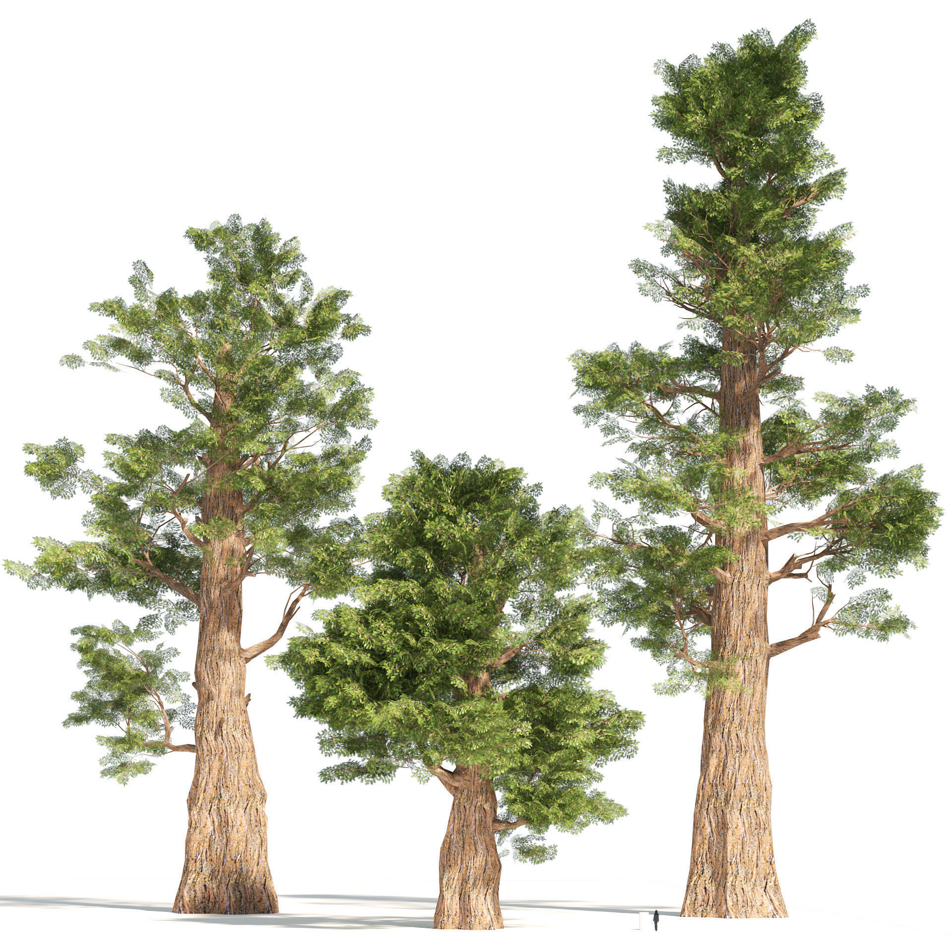 3D model Giant sequoia Redwood trees VR / AR / low-poly | CGTrader