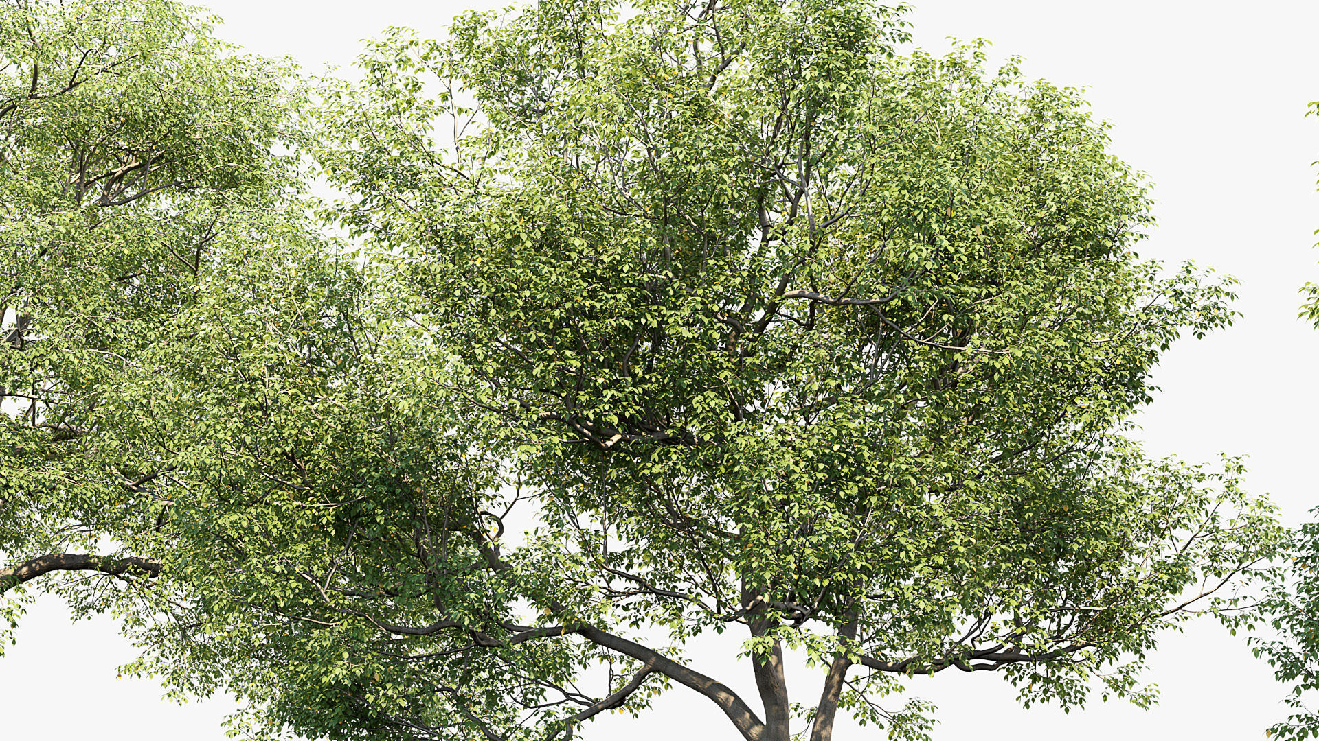 Ulmus laevis European white elm 3D model | CGTrader
