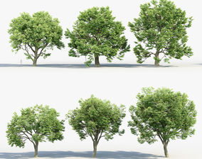 Maple 3D Models | CGTrader