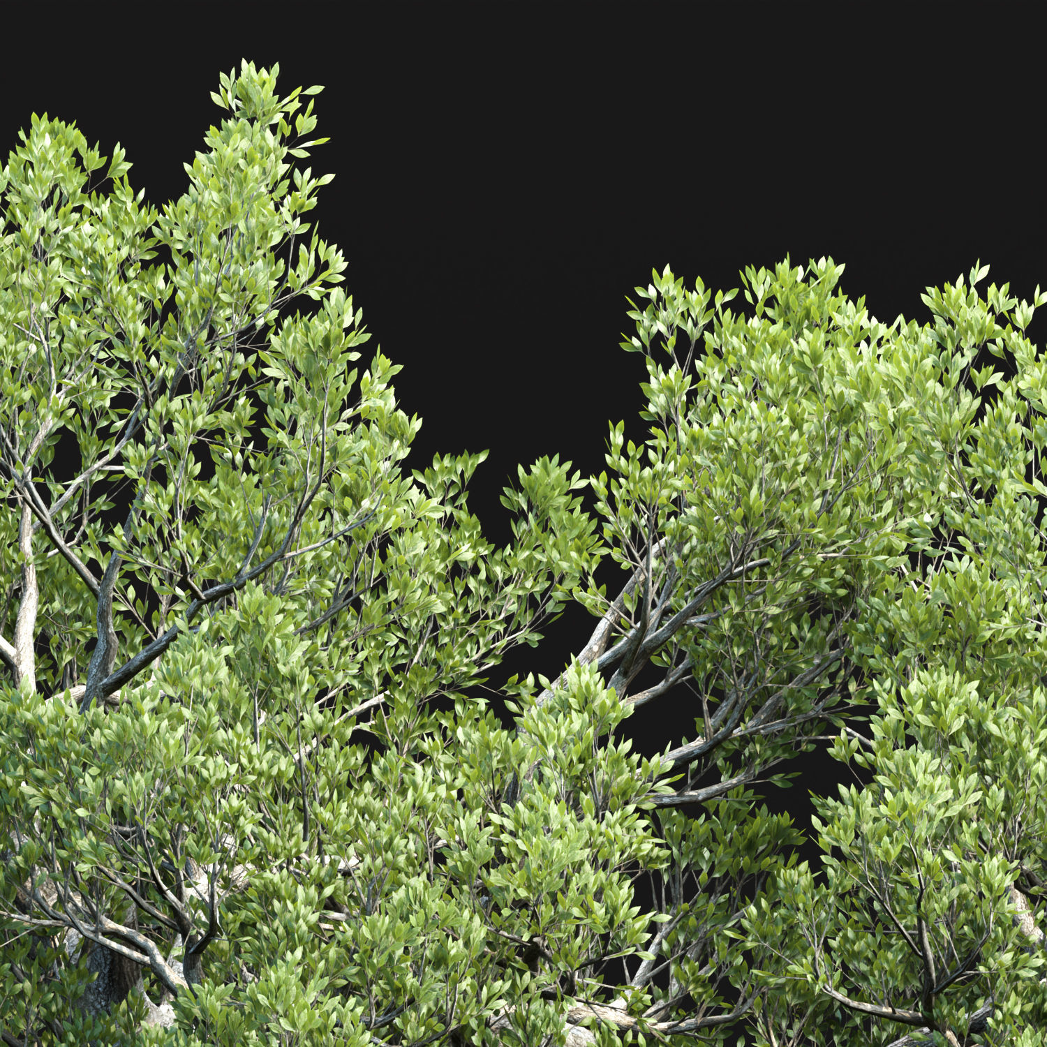 Natural Tree for landscape vol 219 3D model | CGTrader