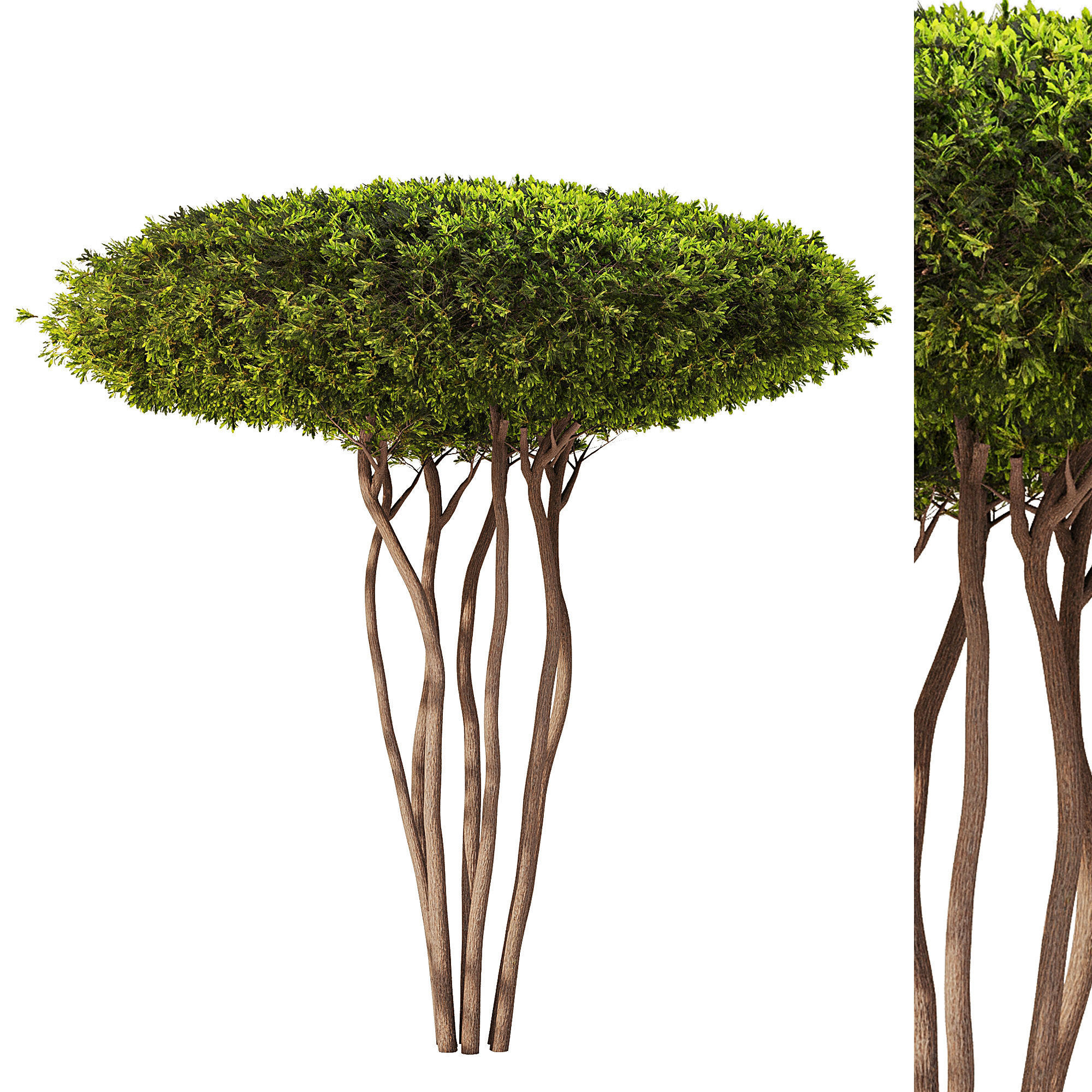 Topiary Boxwood Tree 3D model | CGTrader