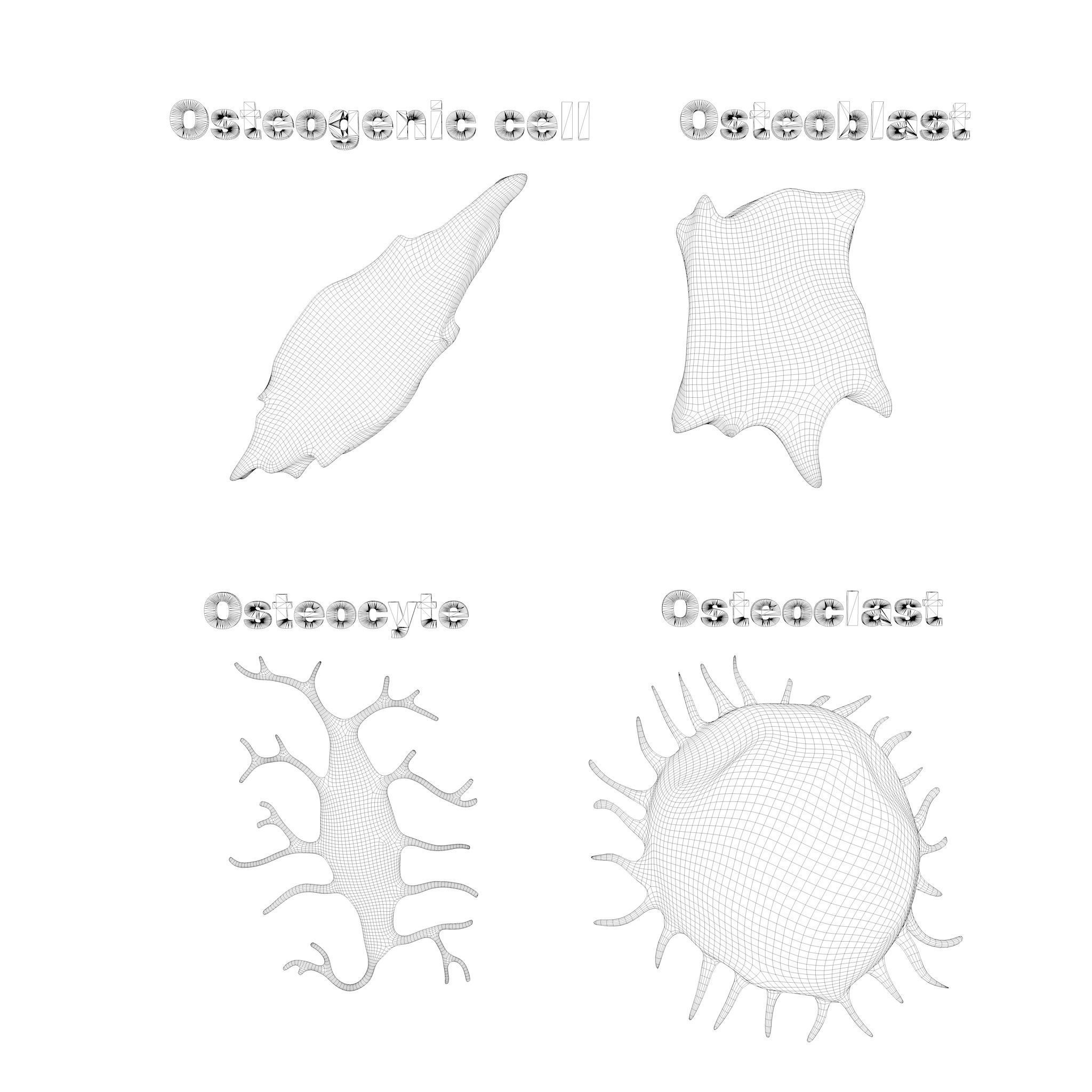 Osteo Cell Anatomy Pack 3D model | CGTrader