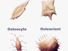 Osteo Cell Anatomy Pack 3D model | CGTrader