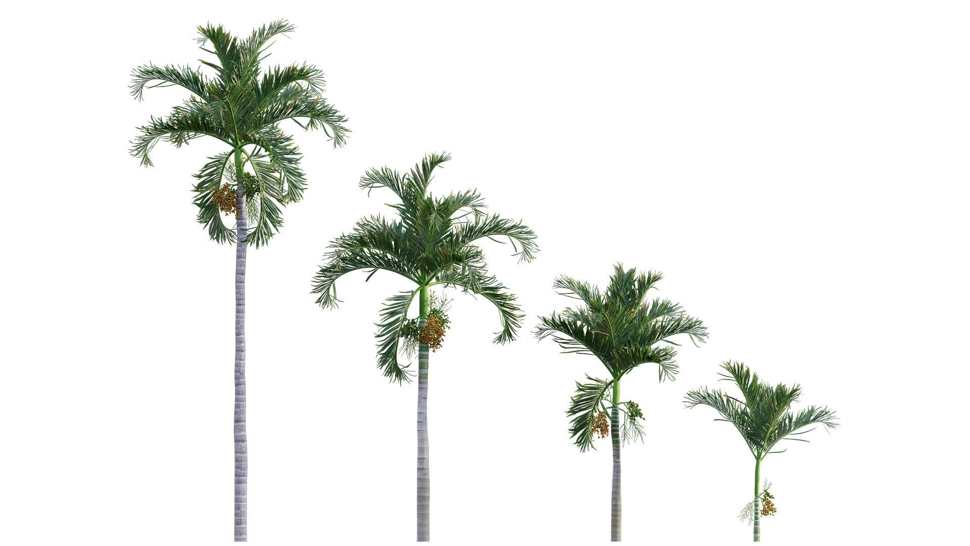Areca catechu - Betel Nut Palm - Pinang Sirih 3D model | CGTrader