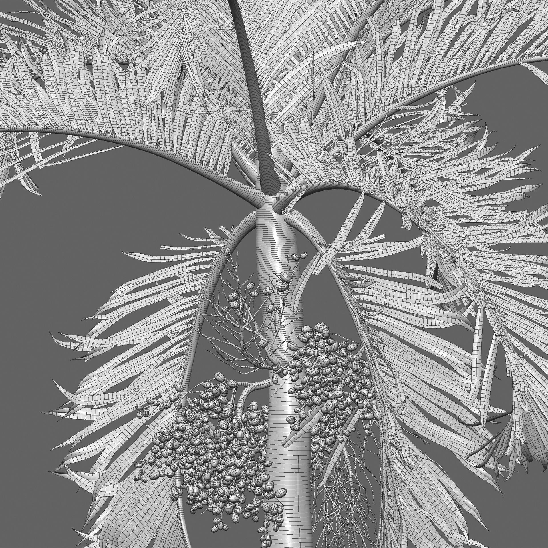 Areca catechu - Betel Nut Palm - Pinang Sirih 3D model | CGTrader