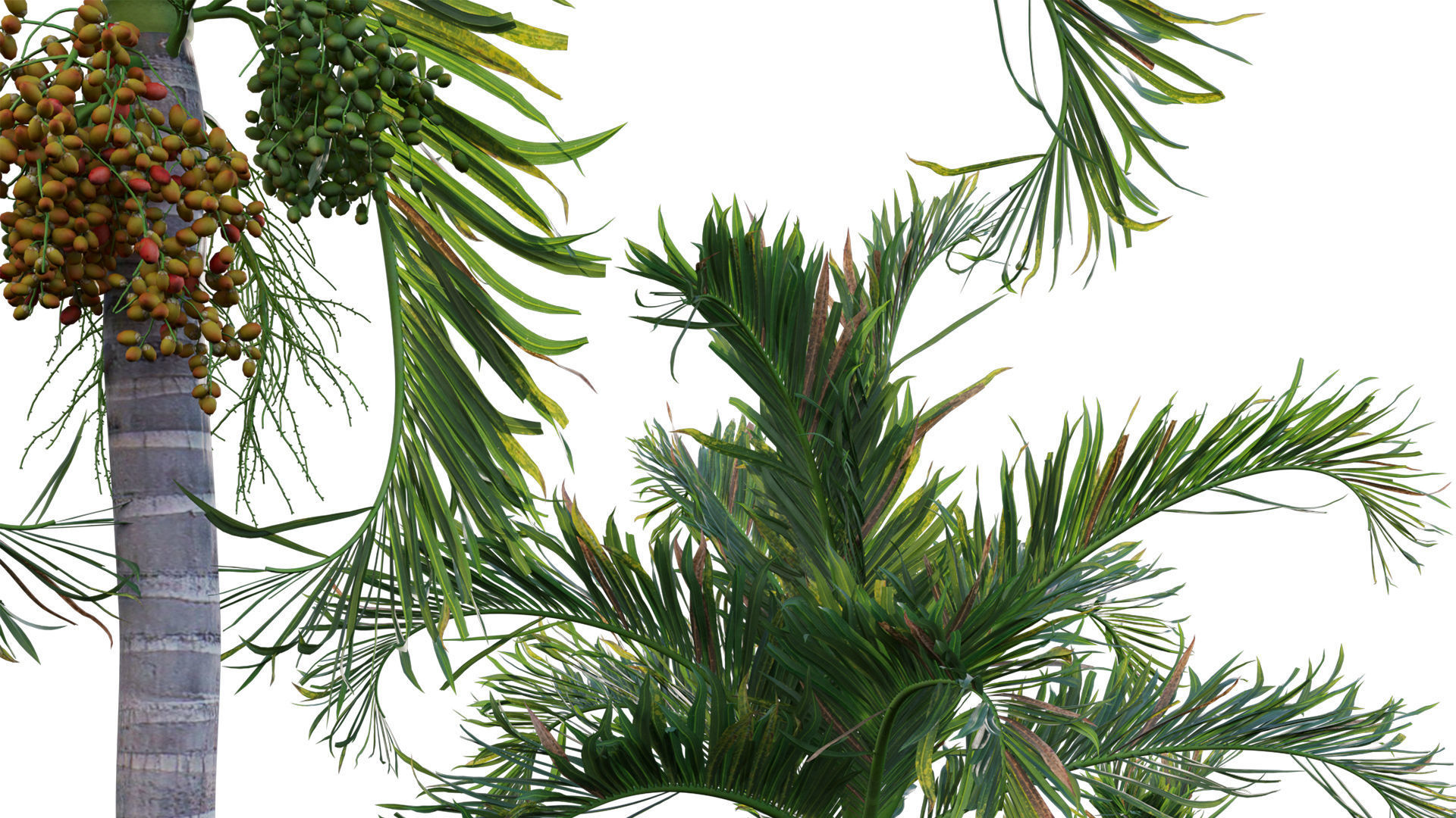 Areca catechu - Betel Nut Palm - Pinang Sirih 3D model | CGTrader