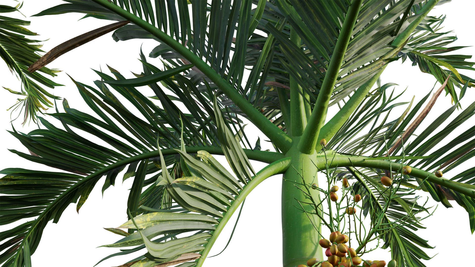 Areca catechu - Betel Nut Palm - Pinang Sirih 3D model | CGTrader